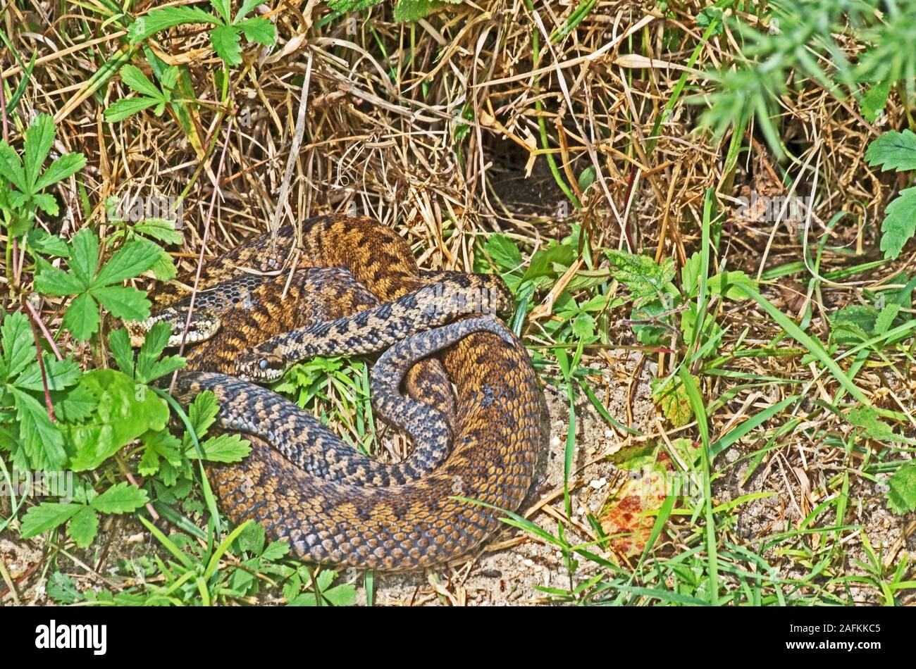 ADDER Viper Vipera Berus (2 Stock Photo - Alamy
