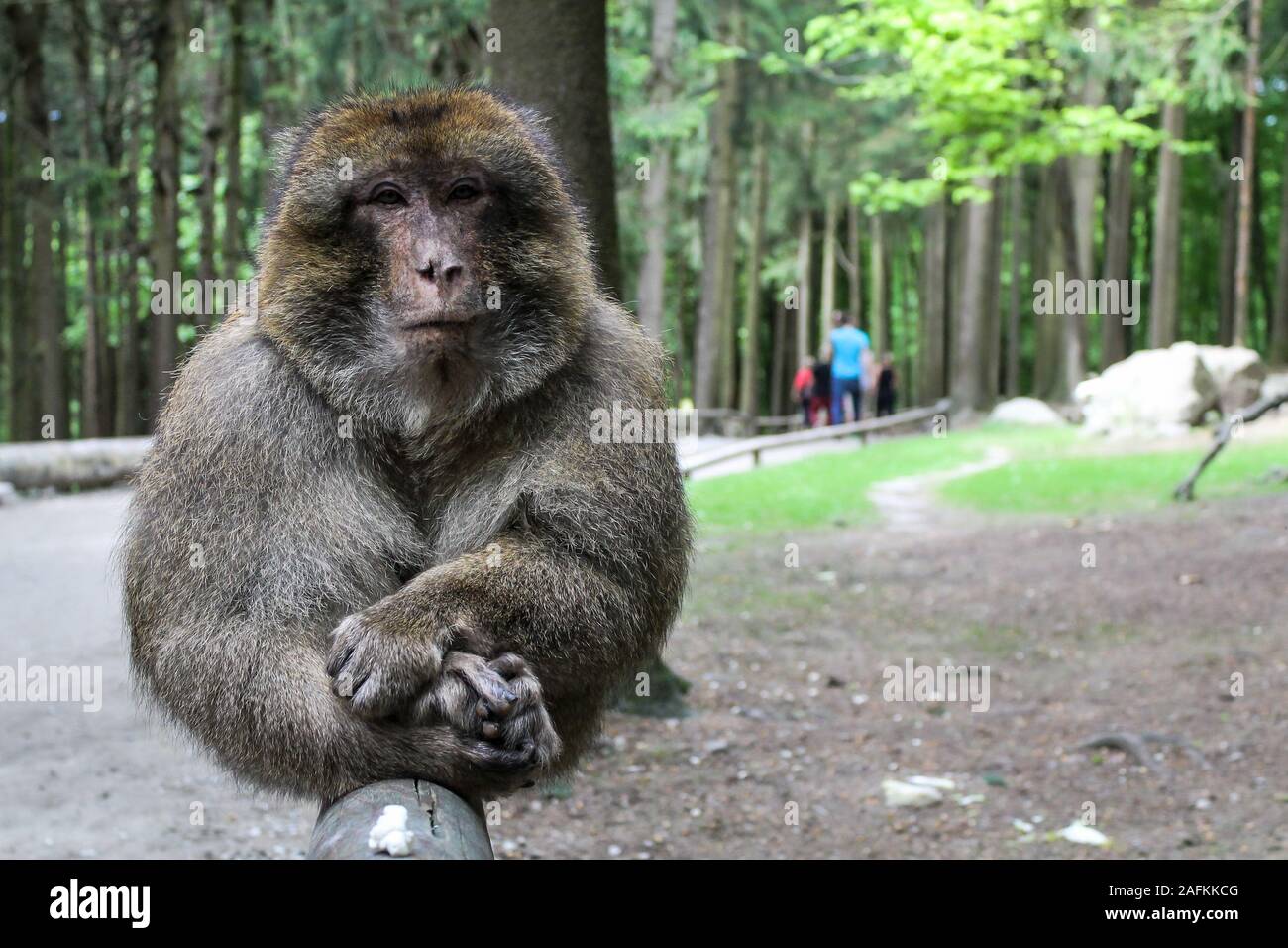Berber Monkey in Affenberg Salem, Germany Stock Photo - Alamy