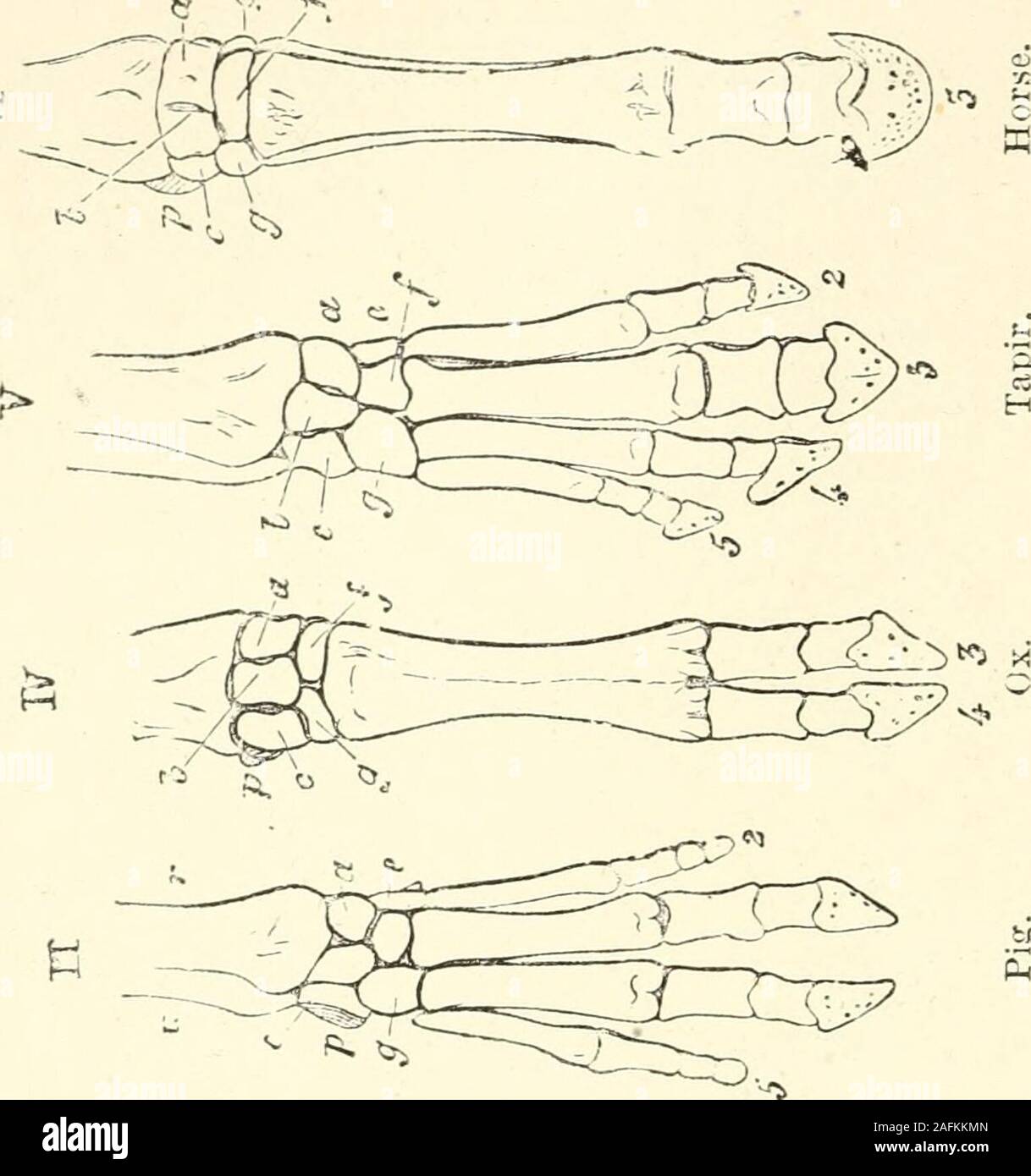 . The Bible and science. Fig. 85.—Manus of a marsupial. R,radius; U ...