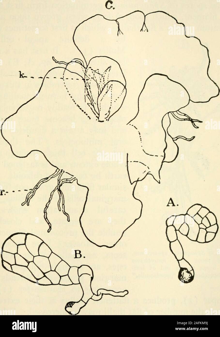 Peat forming hi-res stock photography and images - Alamy