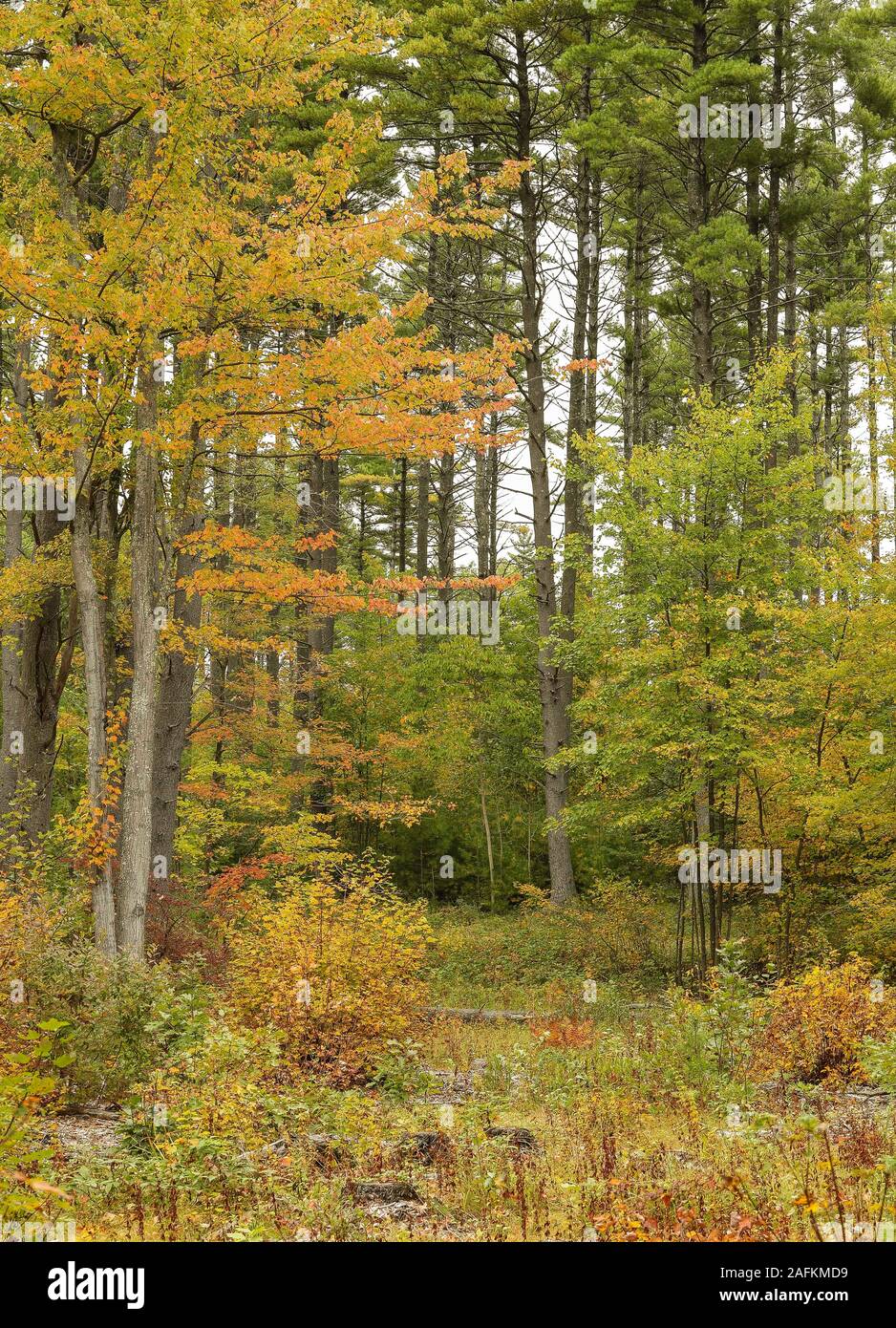 Marsh area opposite Lake Massabesic. Pretty foliage in autumn ...