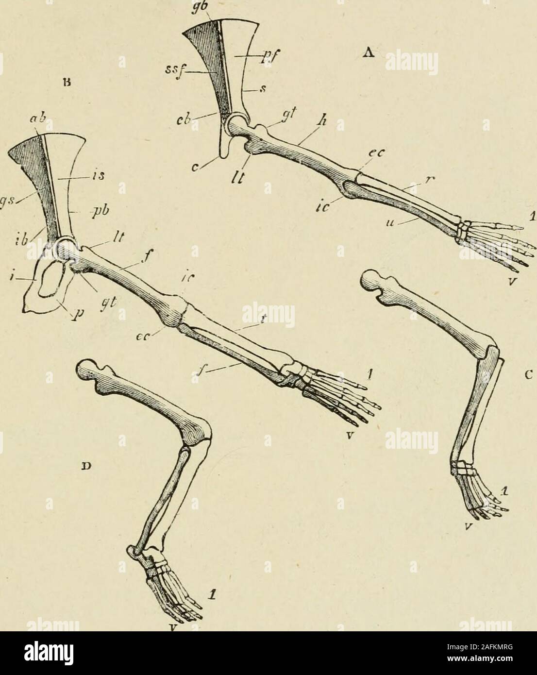 . The Bible and science. Fin. Sl.—.lfn. tlip mandible or lower jaw ; CI ...
