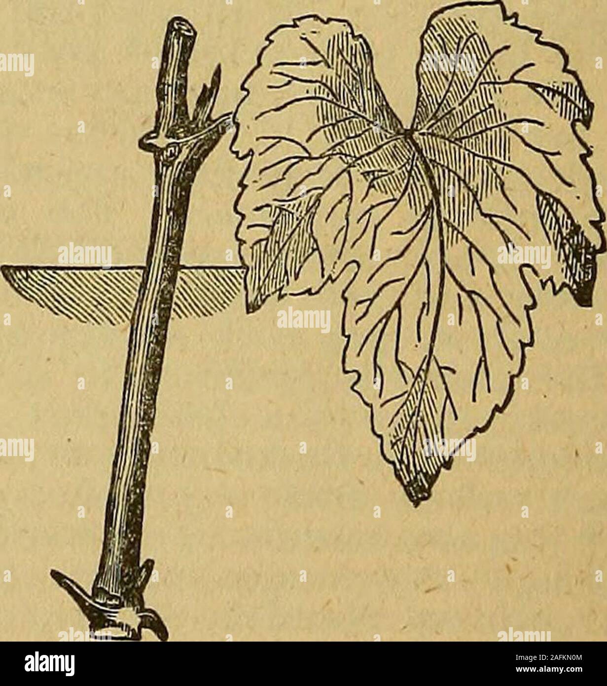 Inarching High Resolution Stock Photography and Images - Alamy