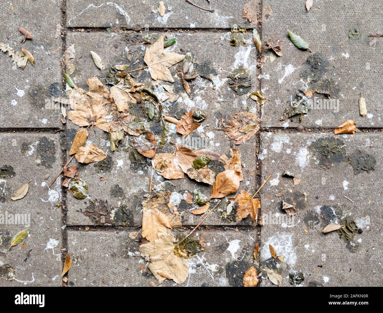 Full frame shot of bird poop and leaves Stock Photo - Alamy