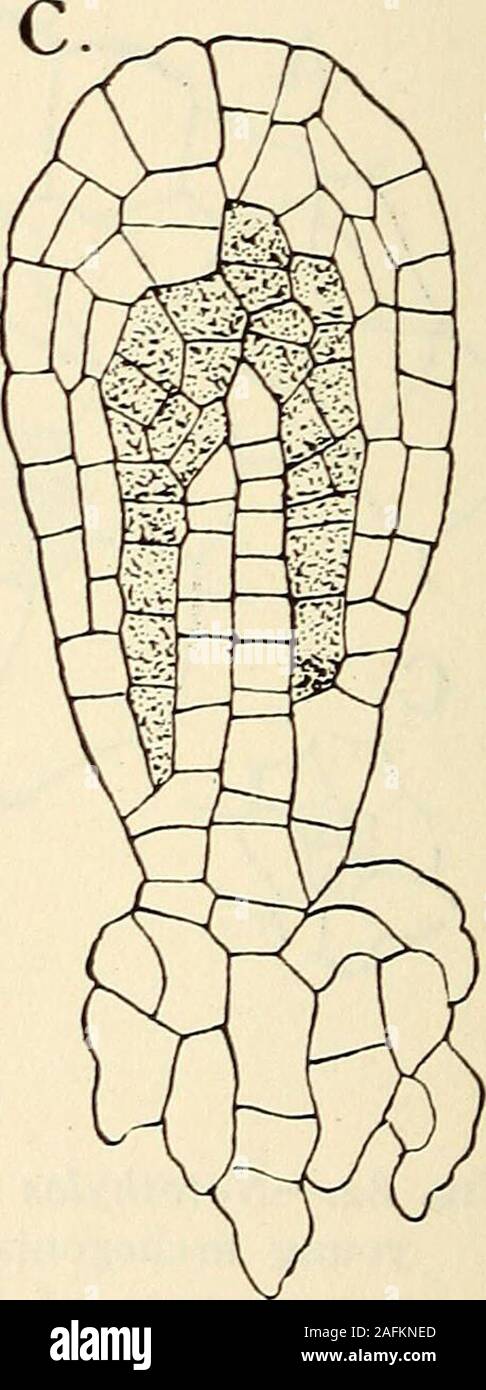 Archesporial hi-res stock photography and images - Alamy