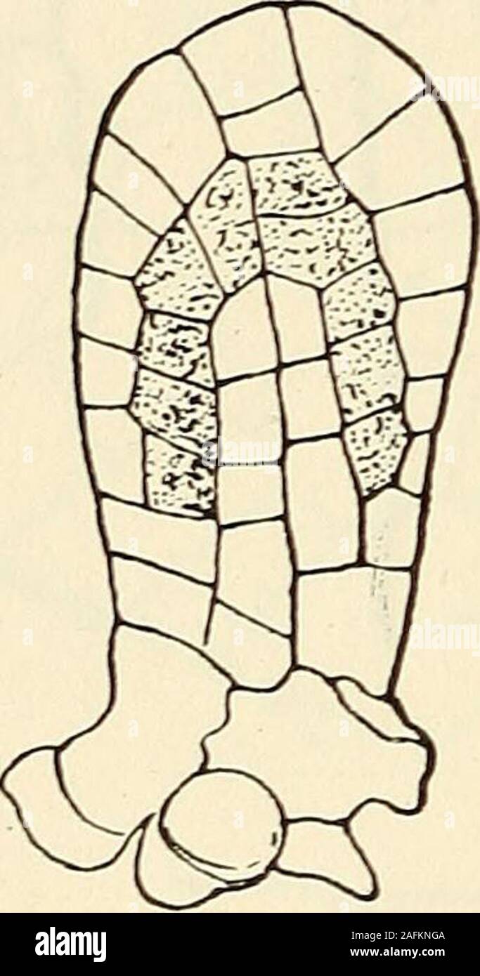 . The structure and development of mosses and ferns (Archegoniatae ...