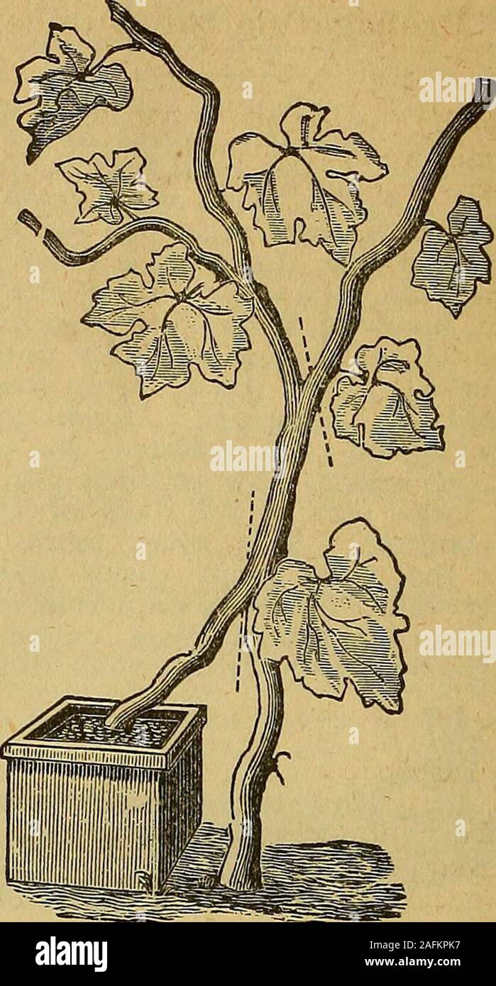 . How to propagate and grow fruit. Inarching-. The dotted lines below ...
