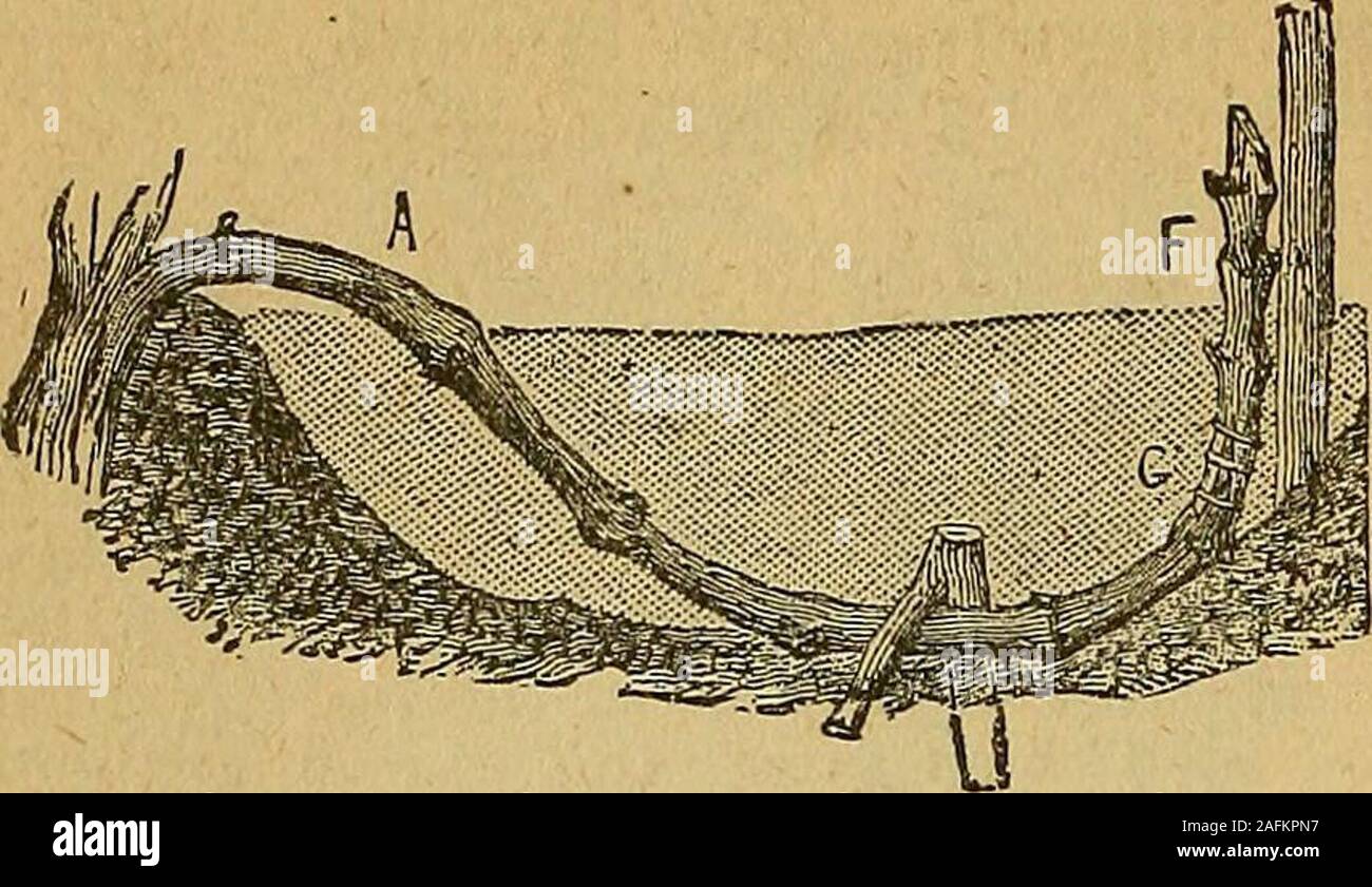 . How to propagate and grow fruit. Whip graft on section of grape root ...