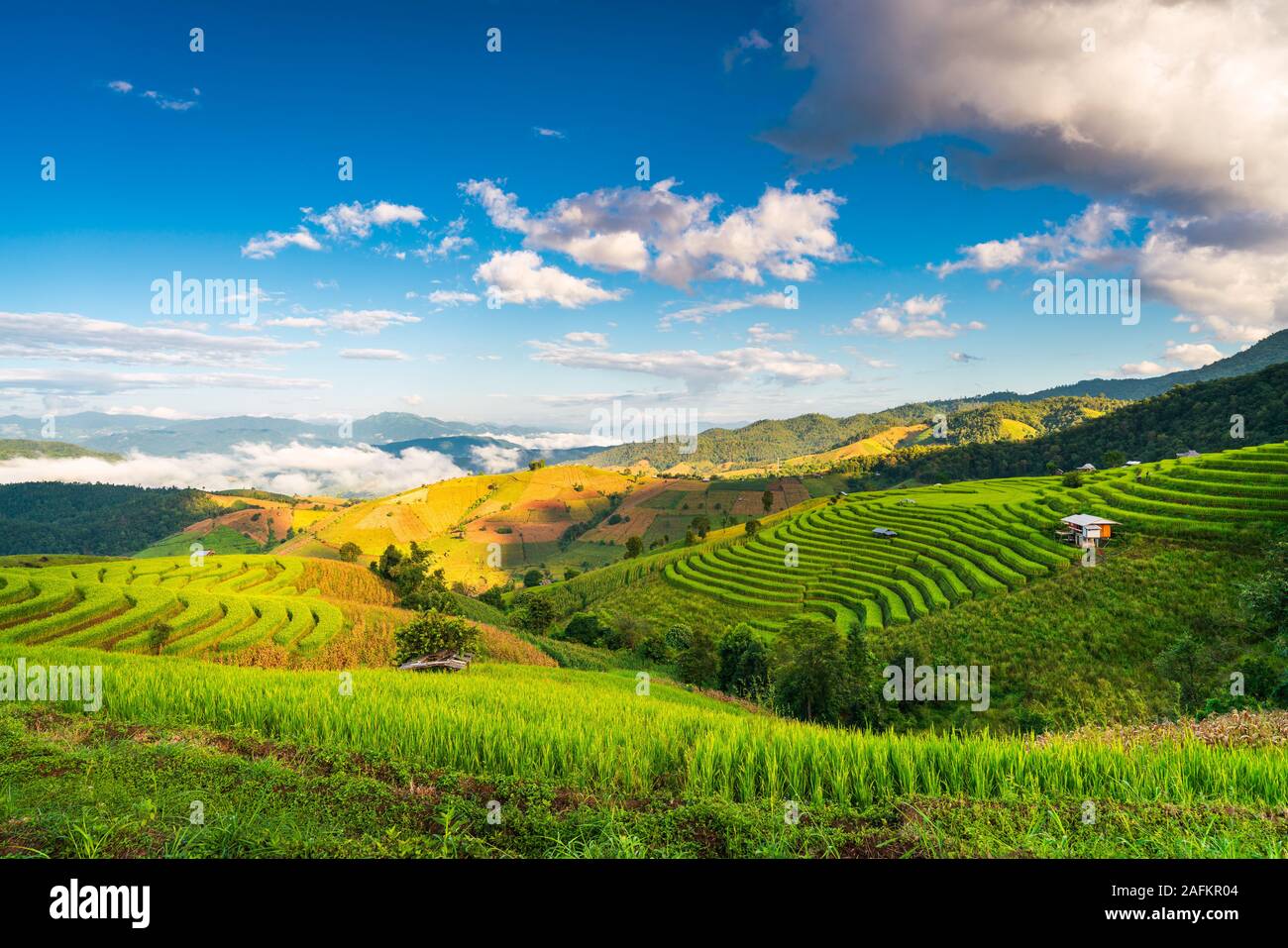 Terraced rice field Stock Photo - Alamy
