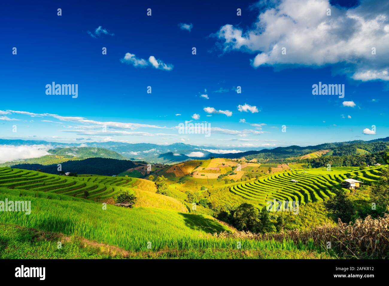 Beautiful rice field. Beautiful rice terraces in Bali, Indonesia Stock ...
