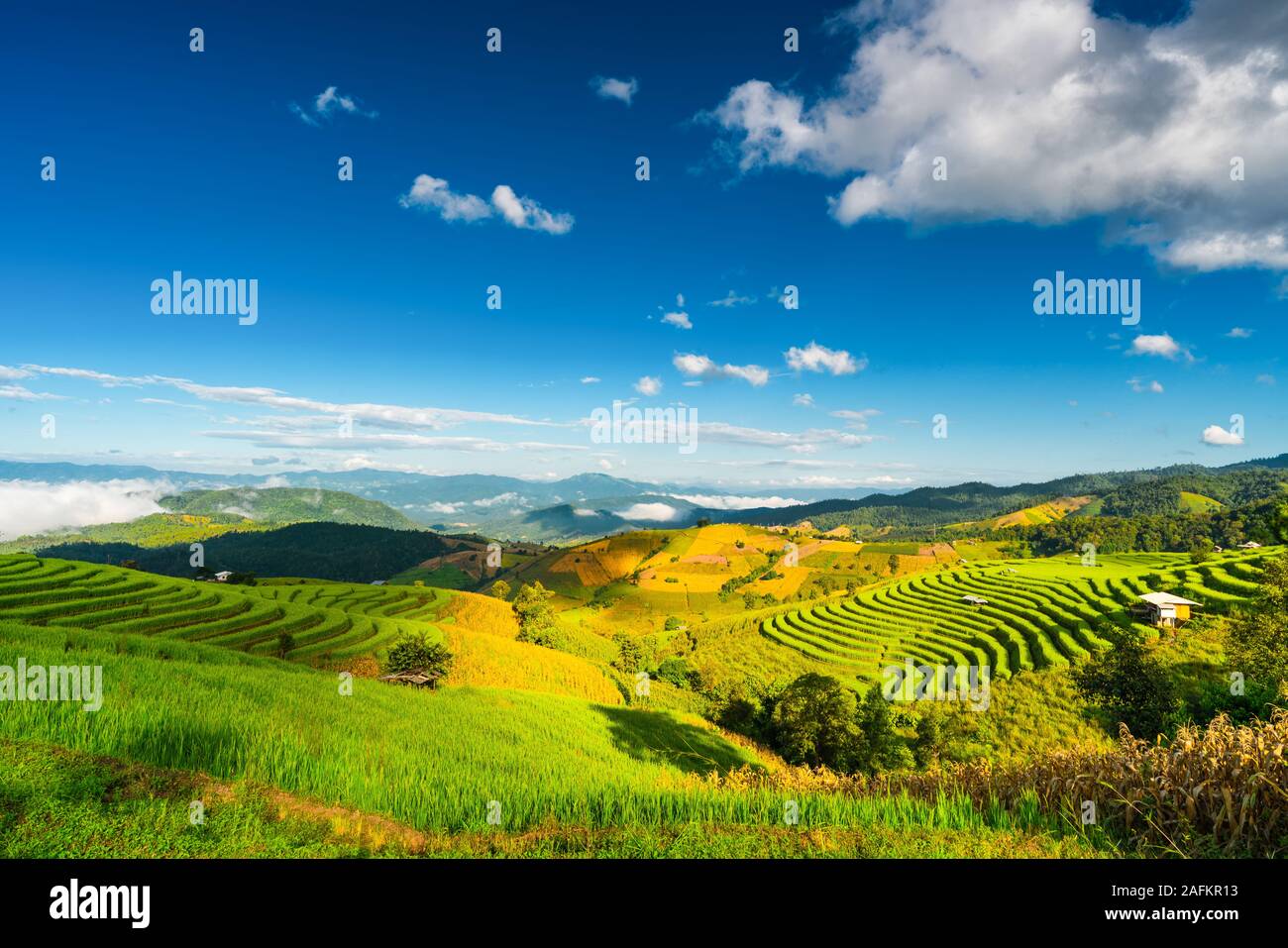 Rice field terraces Stock Photo - Alamy