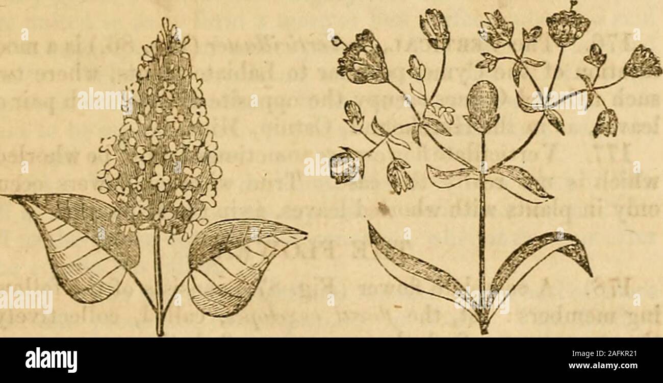 The first fascicle hi-res stock photography and images - Alamy