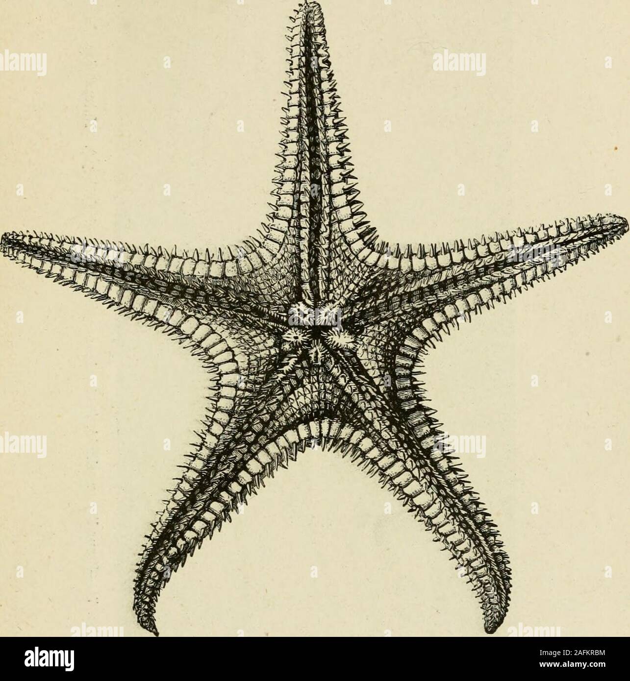 Lateral Canal Starfish