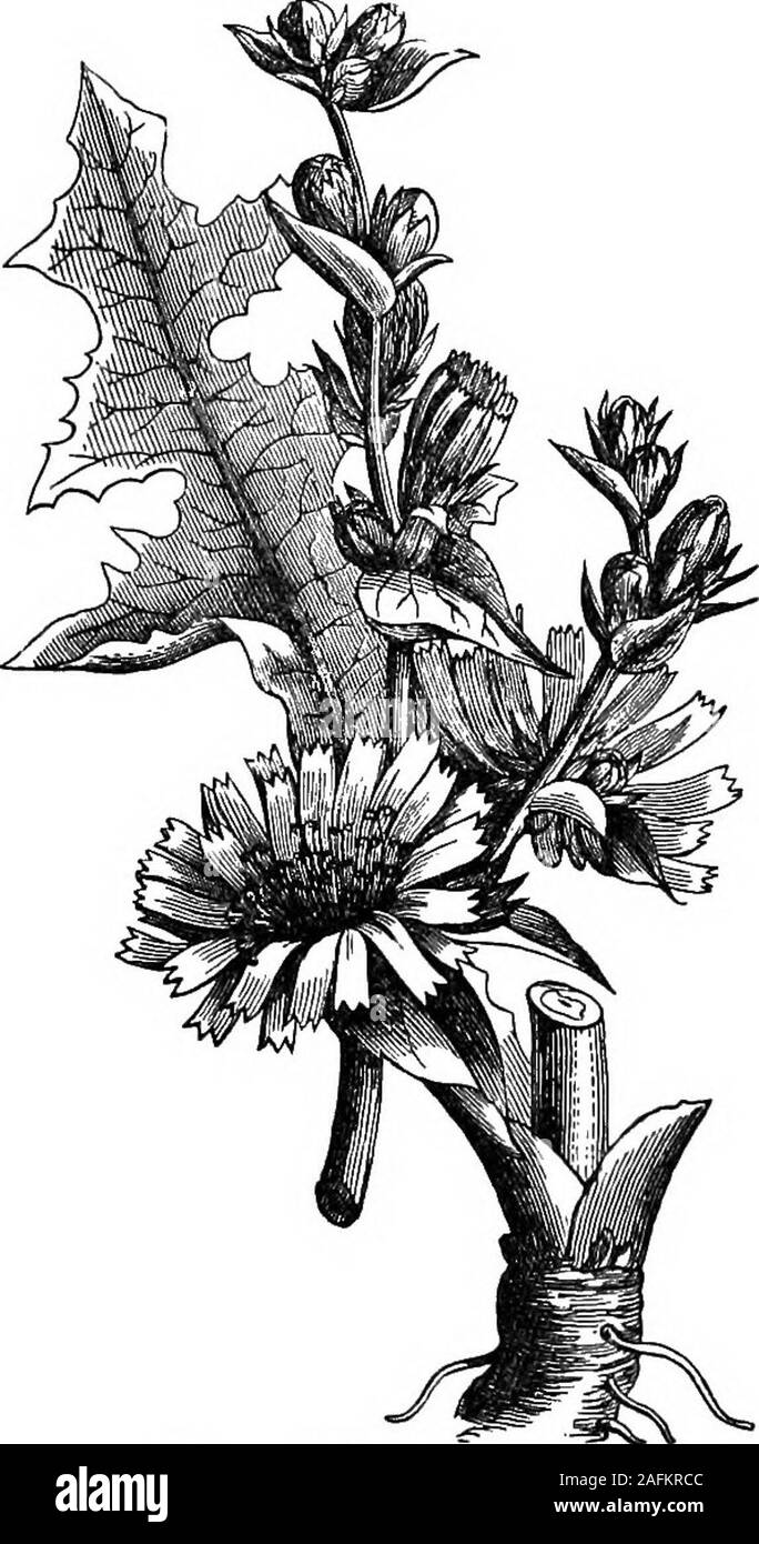 Professor Weed High Resolution Stock Photography and Images - Alamy