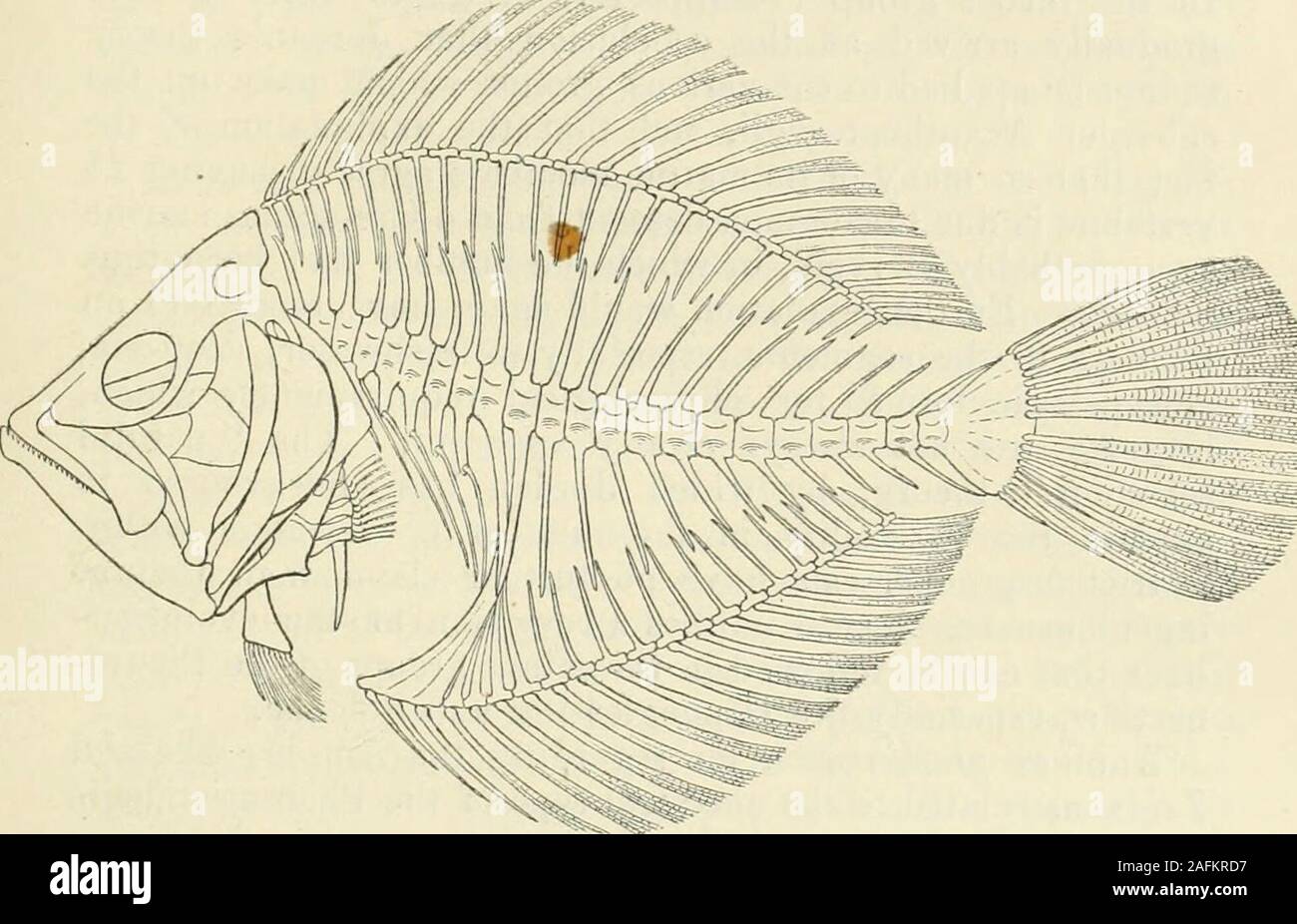 Morphol hi-res stock photography and images - Alamy