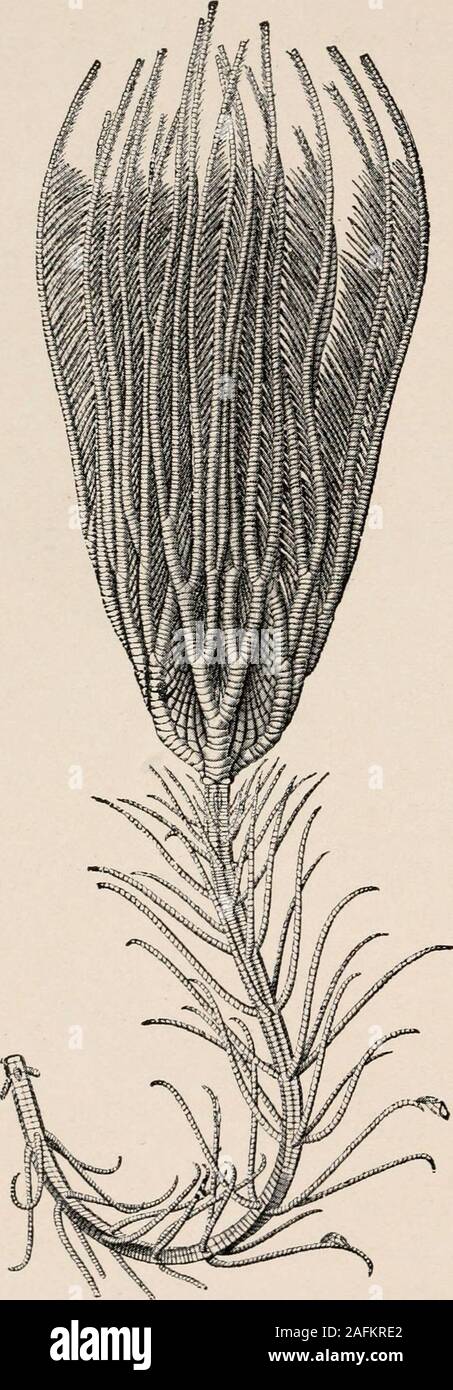 Genus holothuria hi-res stock photography and images - Alamy