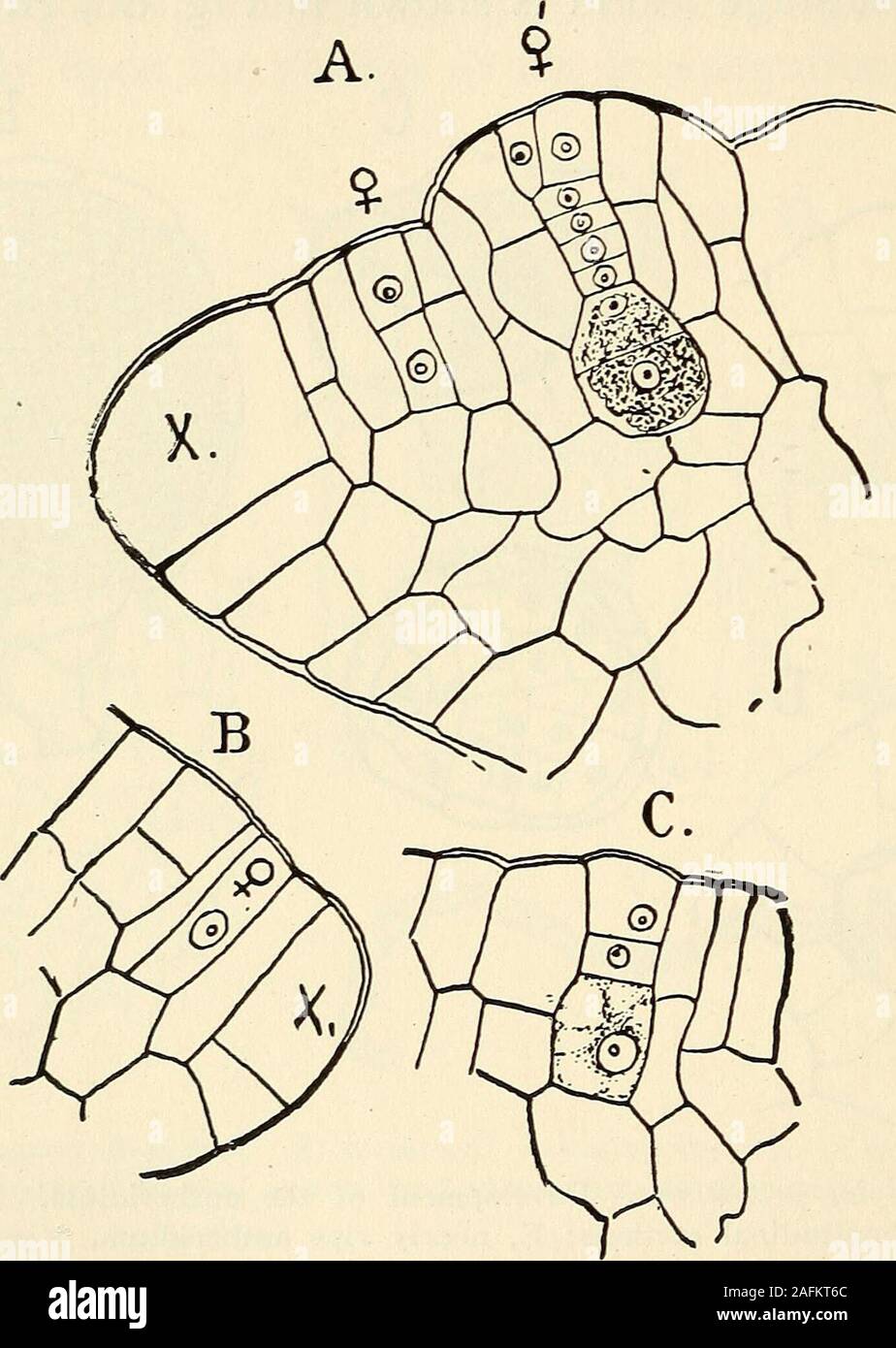 Hypodermal wall hi-res stock photography and images - Alamy