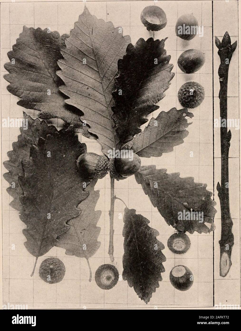 Columnar oak tree hi-res stock photography and images - Alamy