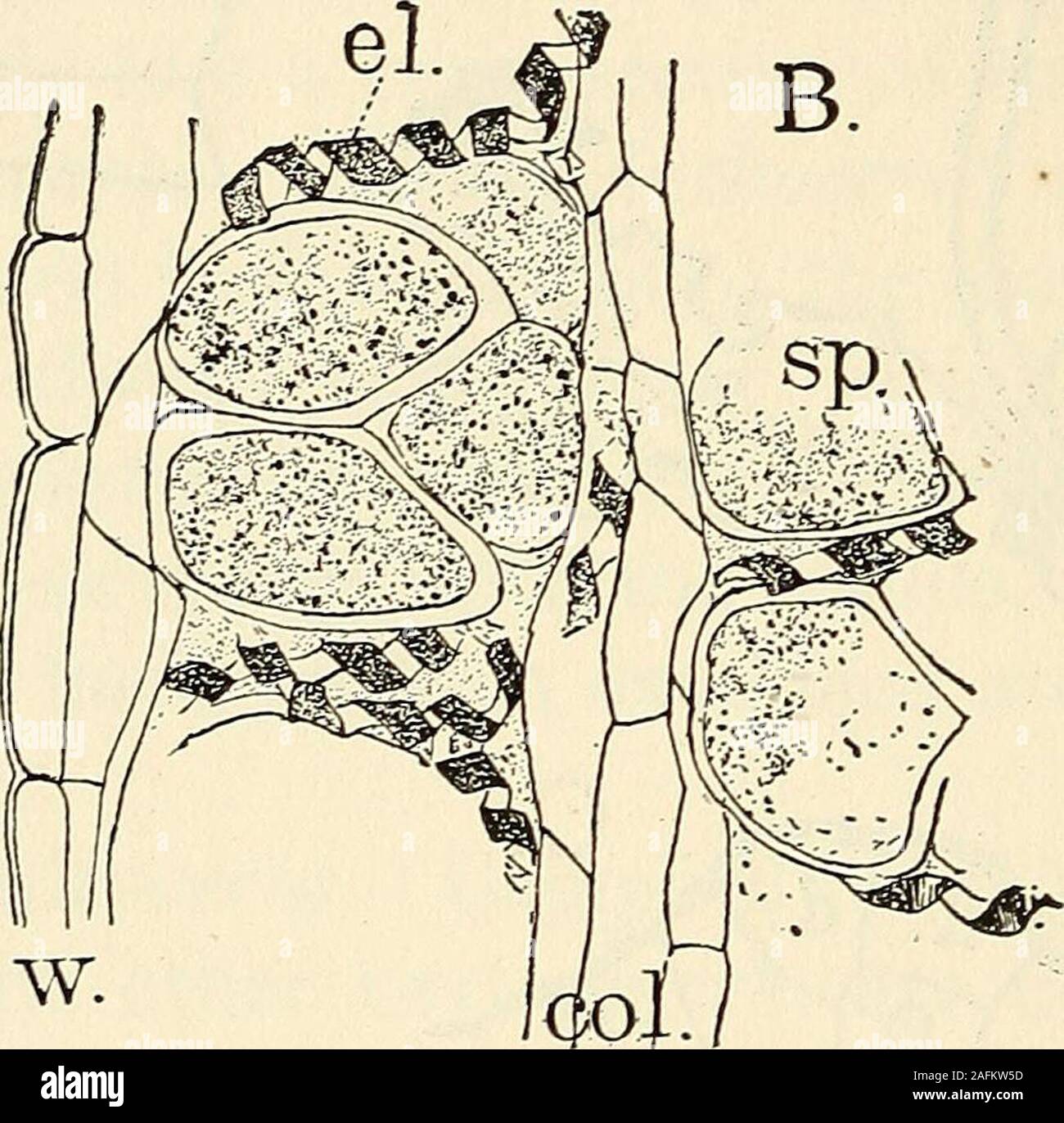 . The structure and development of mosses and ferns (Archegoniatae ...