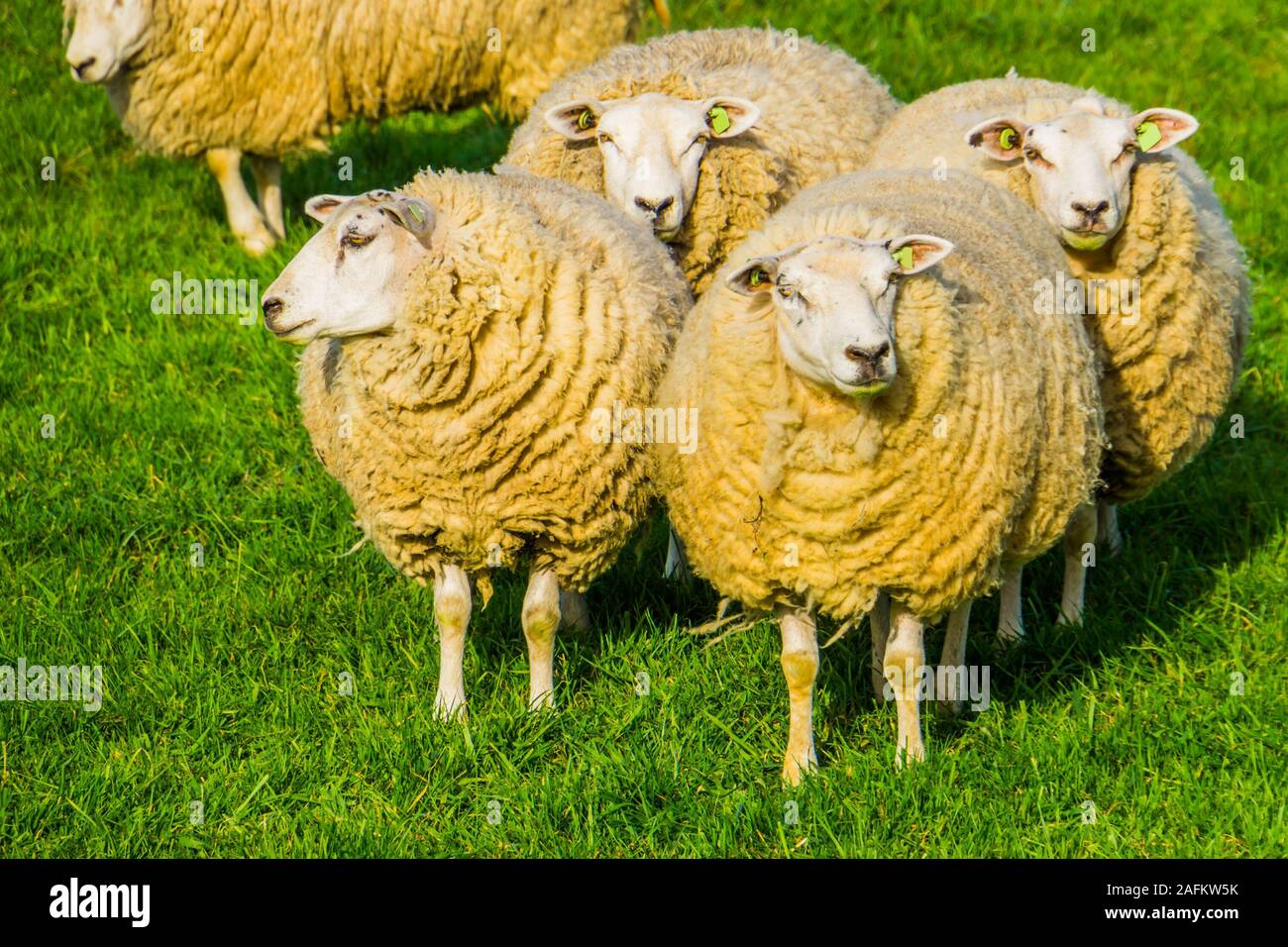 group of dutch domestic sheep with blank ear tags standing together in ...