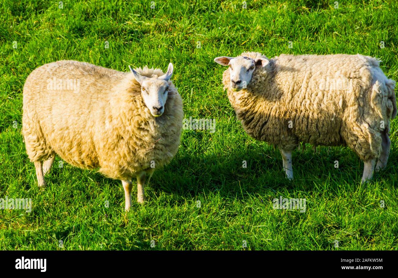 Couple male female sheep hi-res stock photography and images - Alamy
