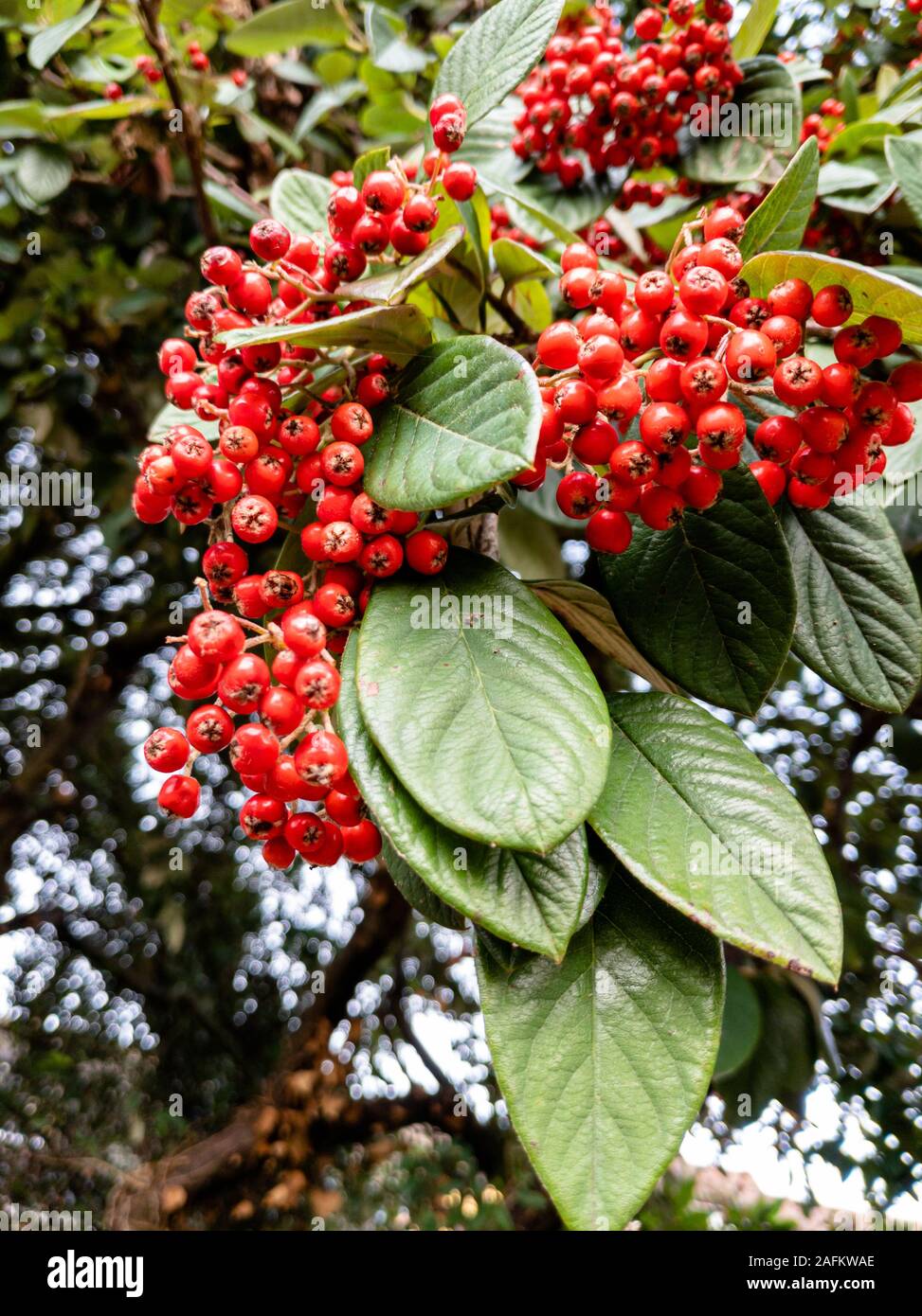 Close up of cotoneaster cornubia red berries Stock Photo - Alamy