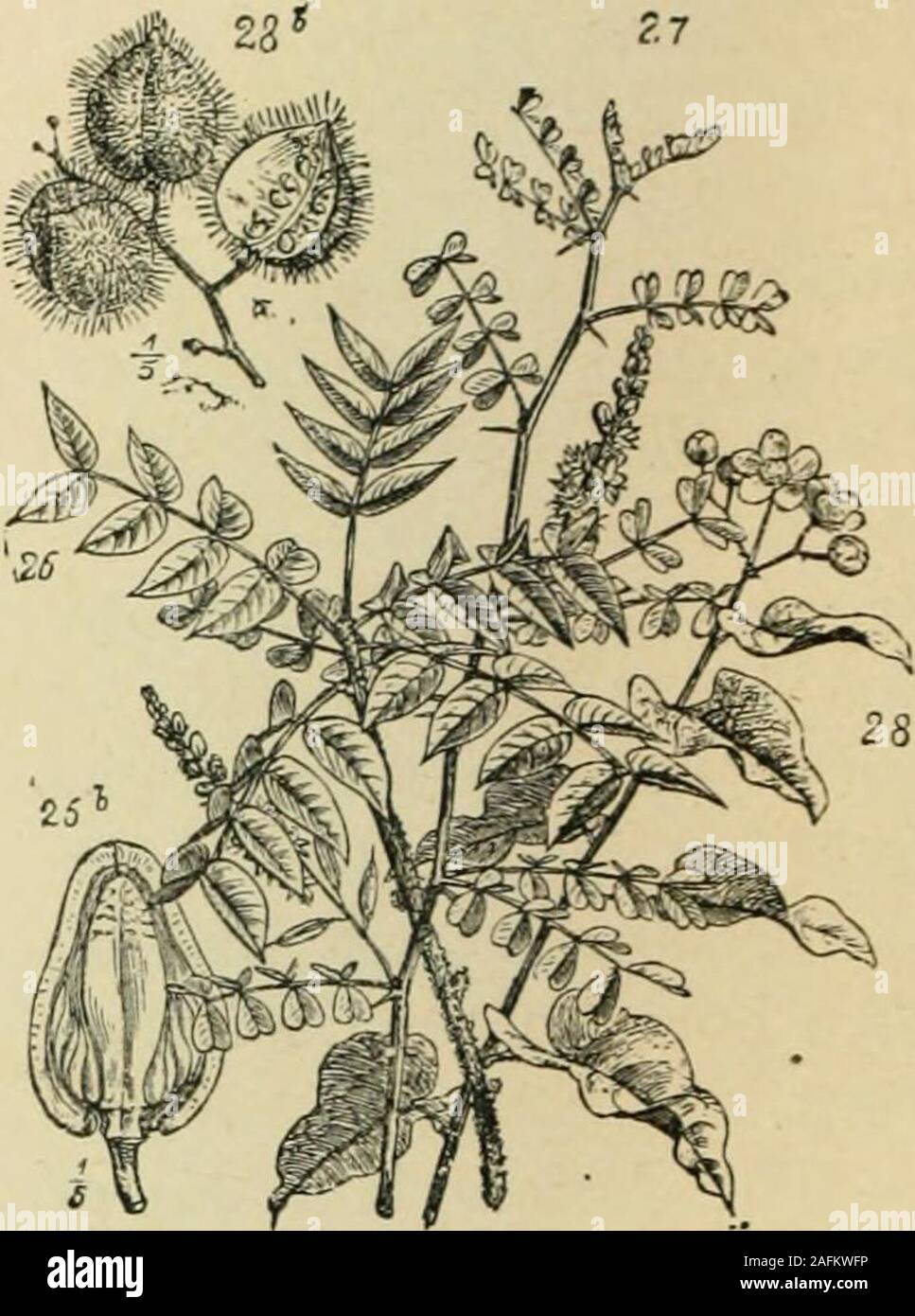 Logwood tree hi-res stock photography and images - Alamy