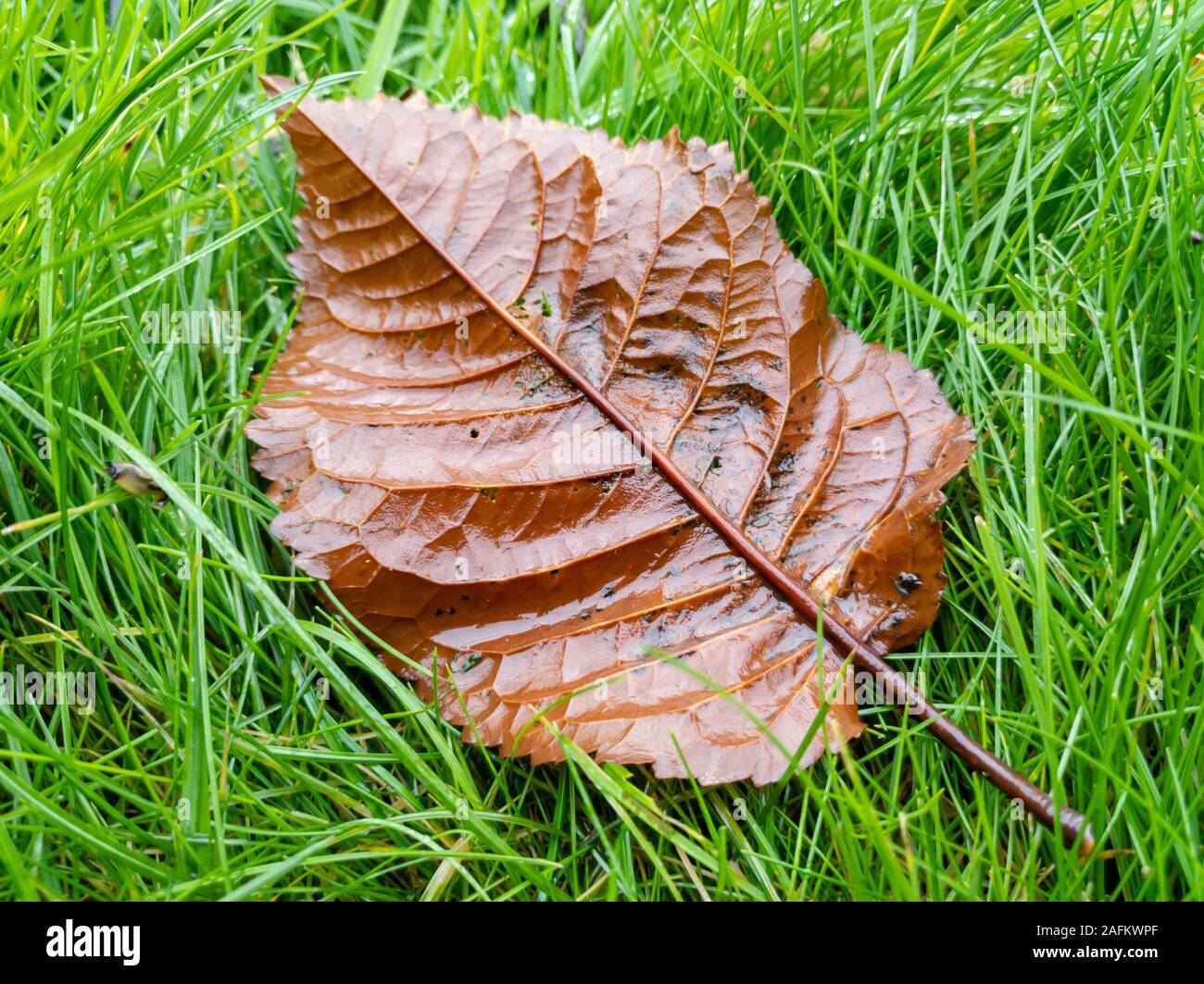Messy grass hi-res stock photography and images - Alamy