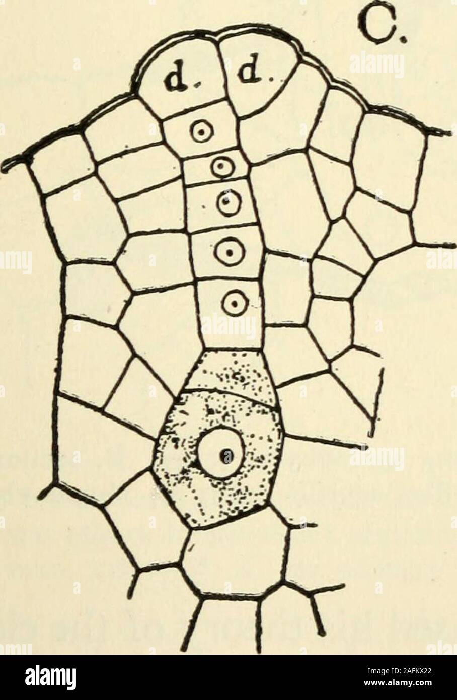 . The structure and development of mosses and ferns (Archegoniatae). a ...