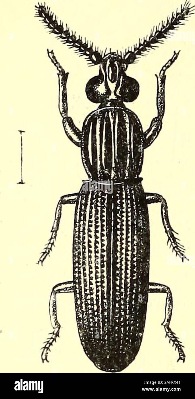 . Coleoptera : general introduction and Cicindelidae and Paussidae. an ...