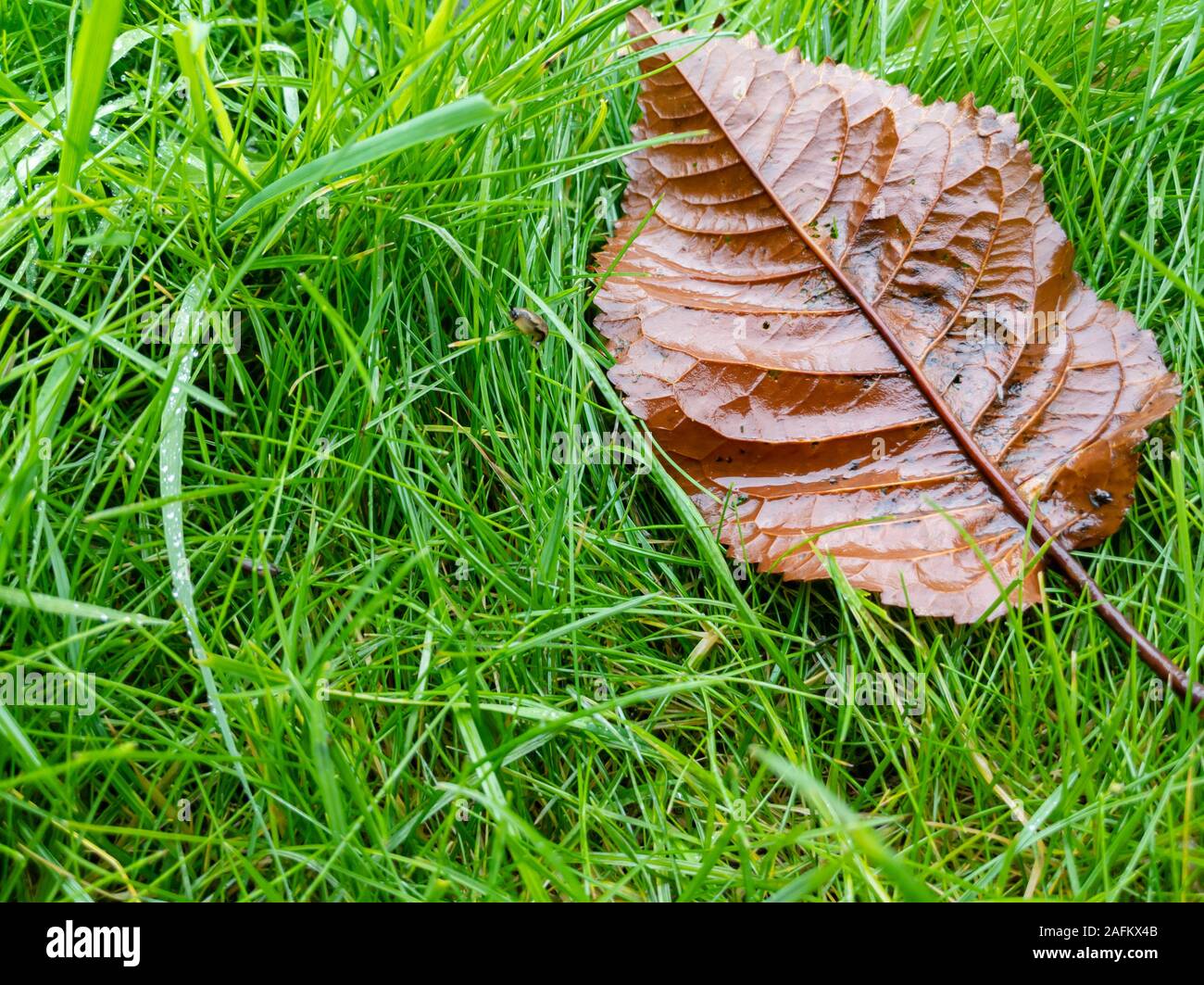 Messy grass hi-res stock photography and images - Alamy