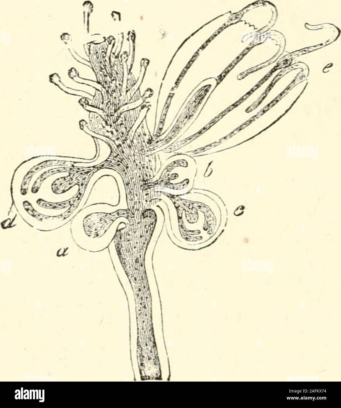 Reproductiveorgans hi-res stock photography and images - Alamy