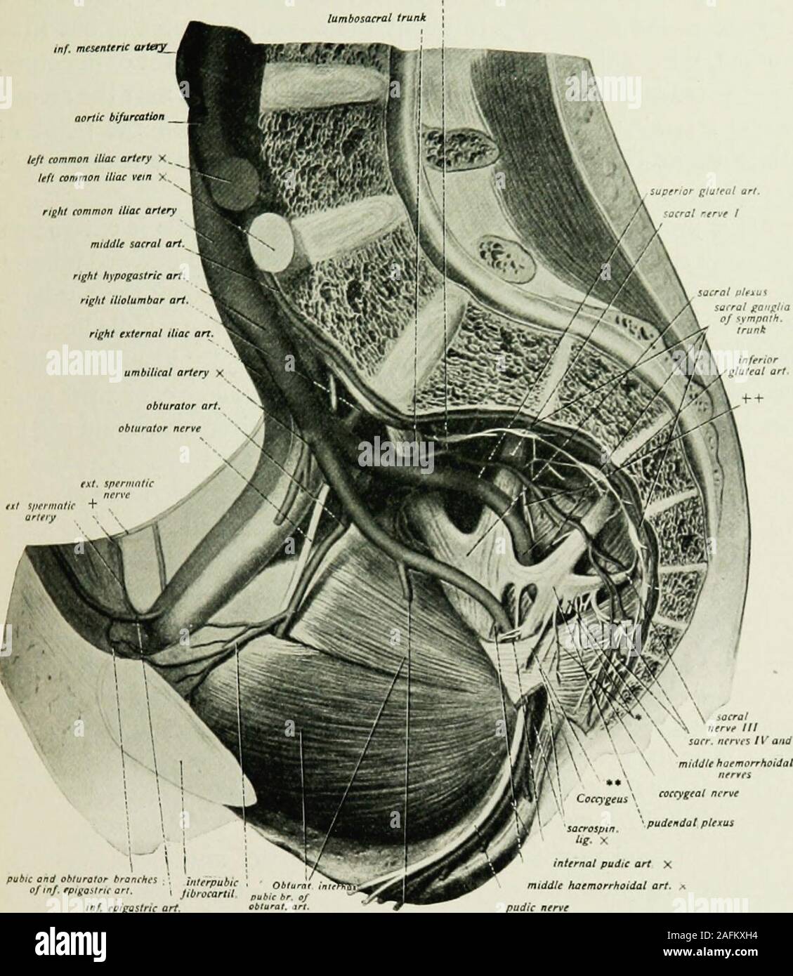 . Local and regional anesthesia : with chapters on spinal, epidural ...
