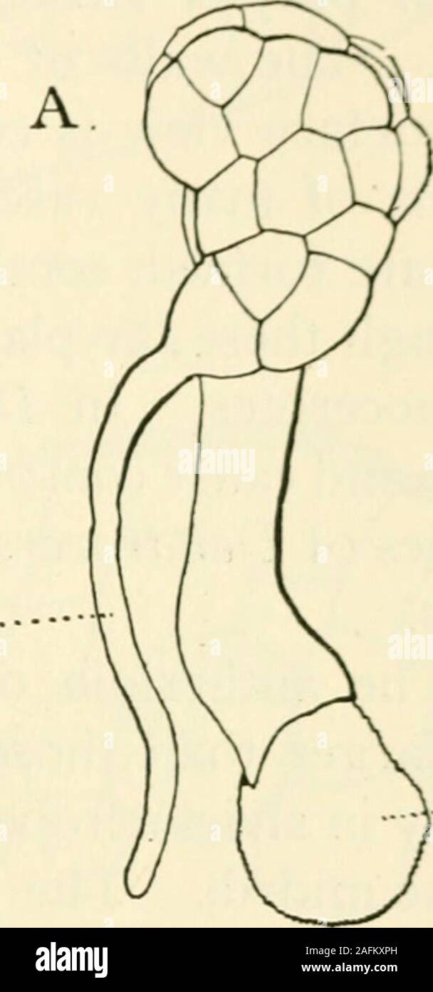 Anthoceros sp hi-res stock photography and images - Alamy