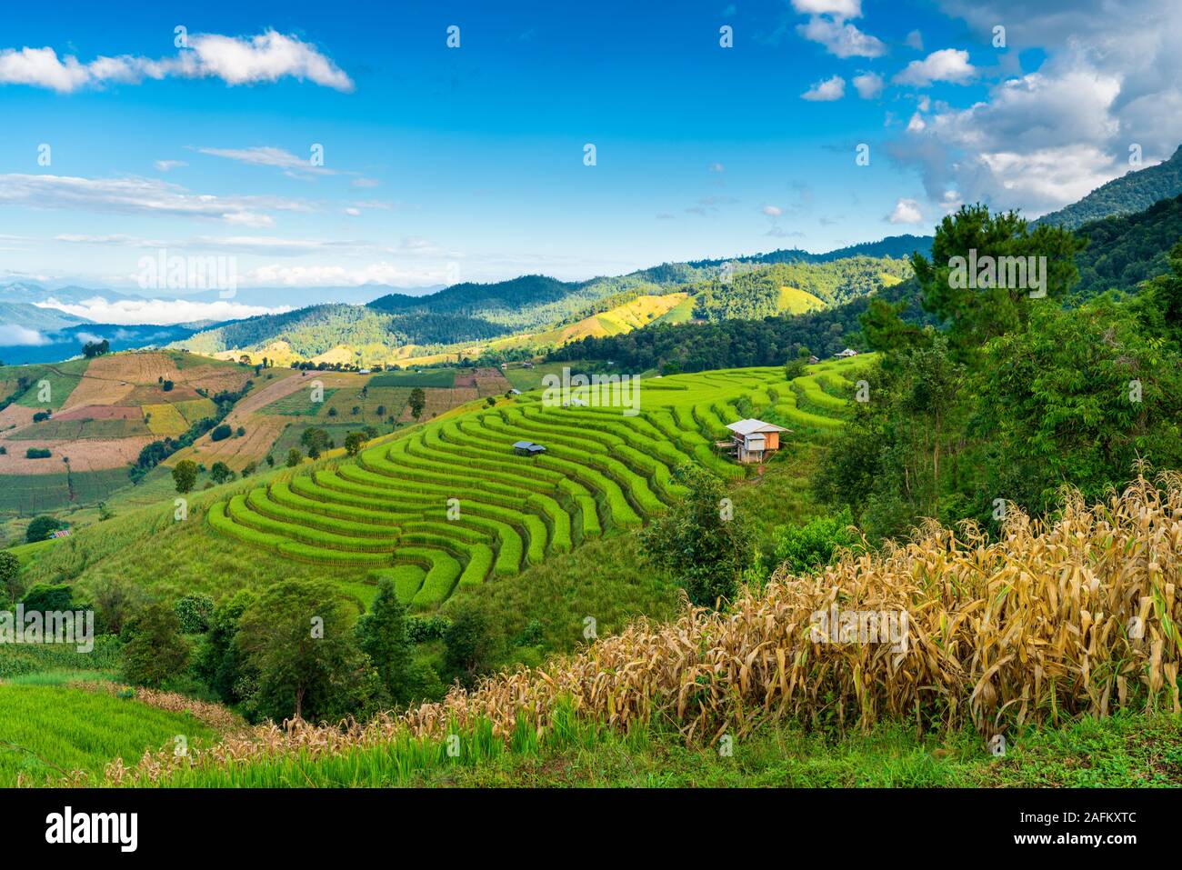 Wet rice field - rice terrace at Bali, Indonesia Stock Photo - Alamy