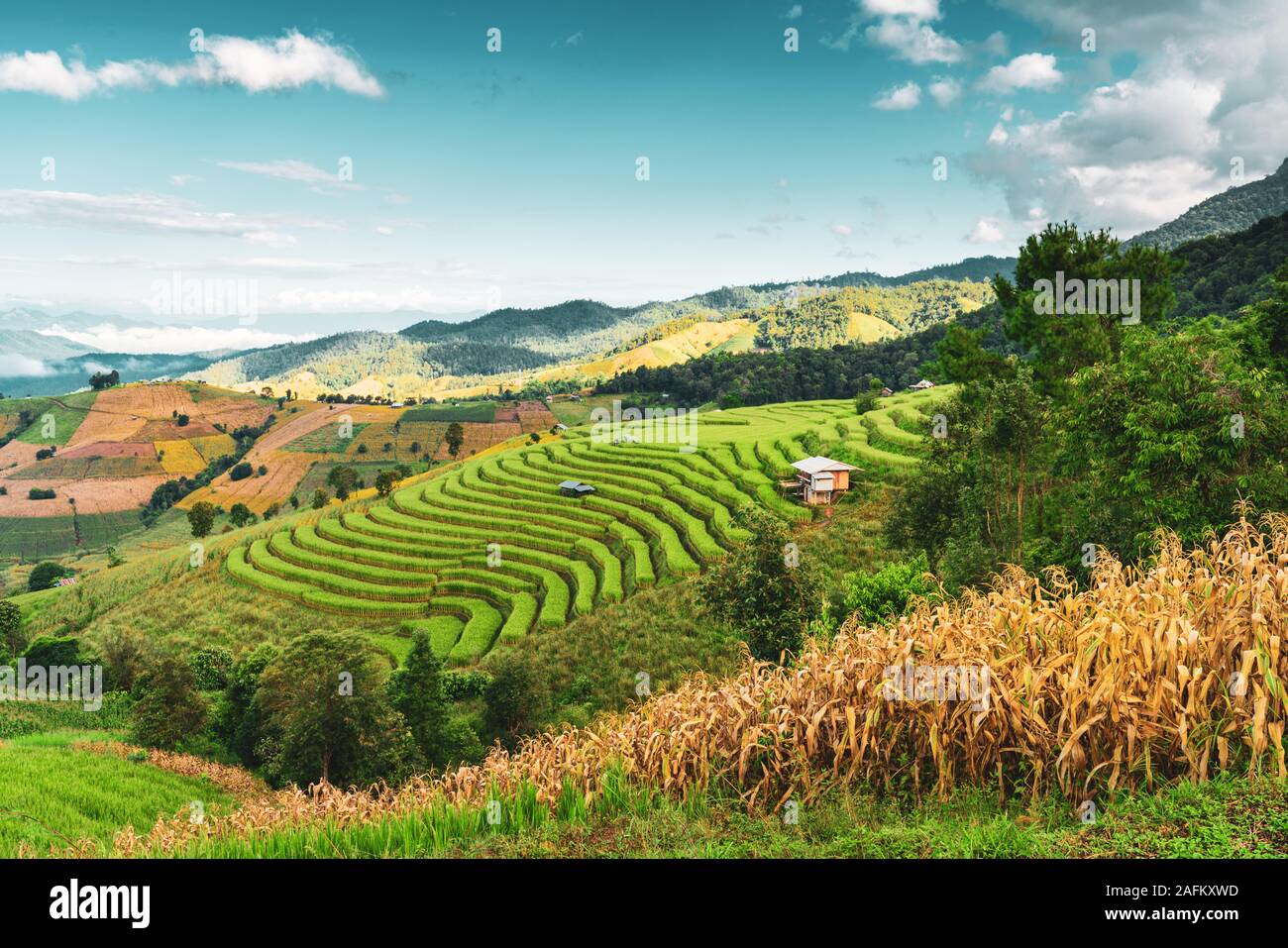 Terraced rice field Stock Photo - Alamy