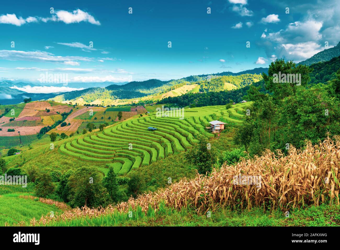 Rice field terraces Stock Photo - Alamy