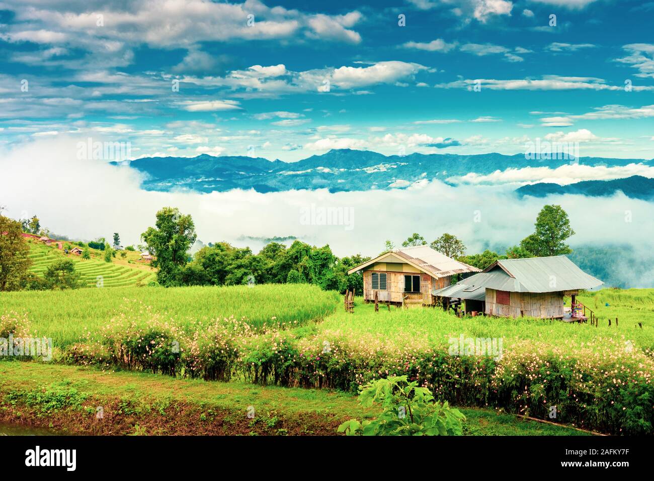 Terraced rice field Stock Photo - Alamy