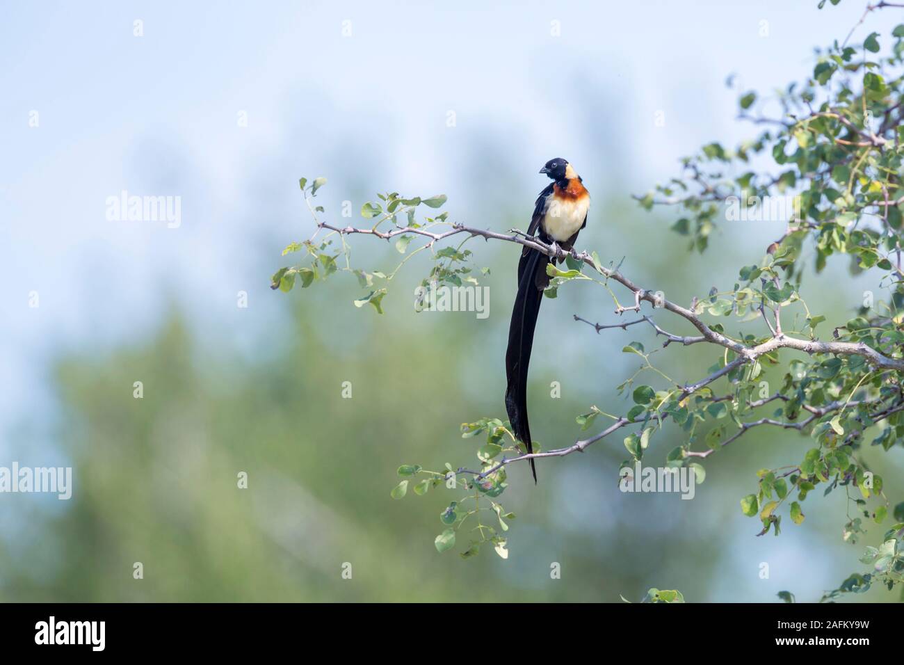 Eastern Paradise-Whydah perched on a branch in Kruger National park ...