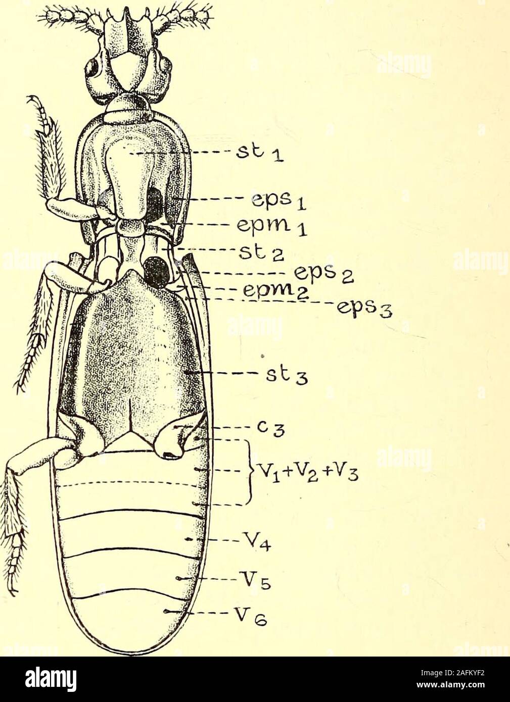 Posterior four legs hi-res stock photography and images - Alamy
