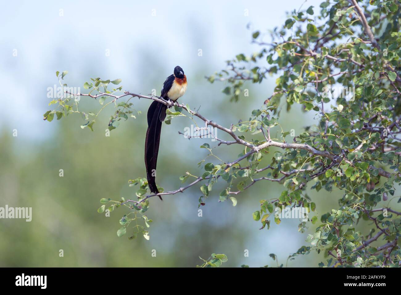 Eastern Paradise-Whydah perched on a branch in Kruger National park ...