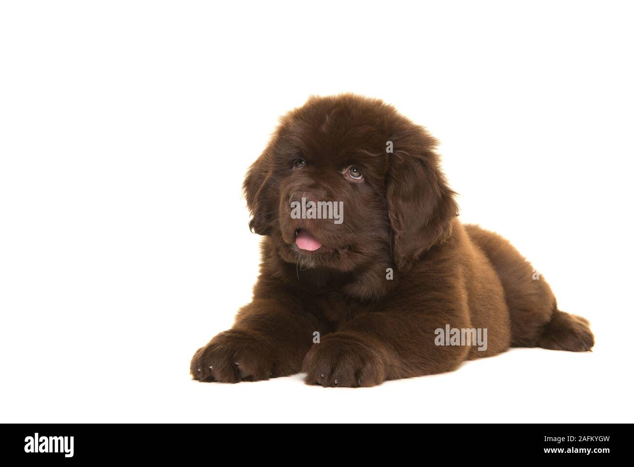 Cute brown Newfoundland dog puppy lying down isolated on a white ...