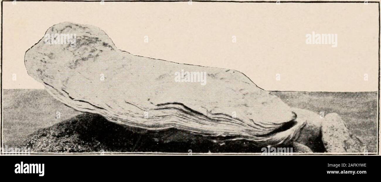 Yoldia shell hi-res stock photography and images - Alamy