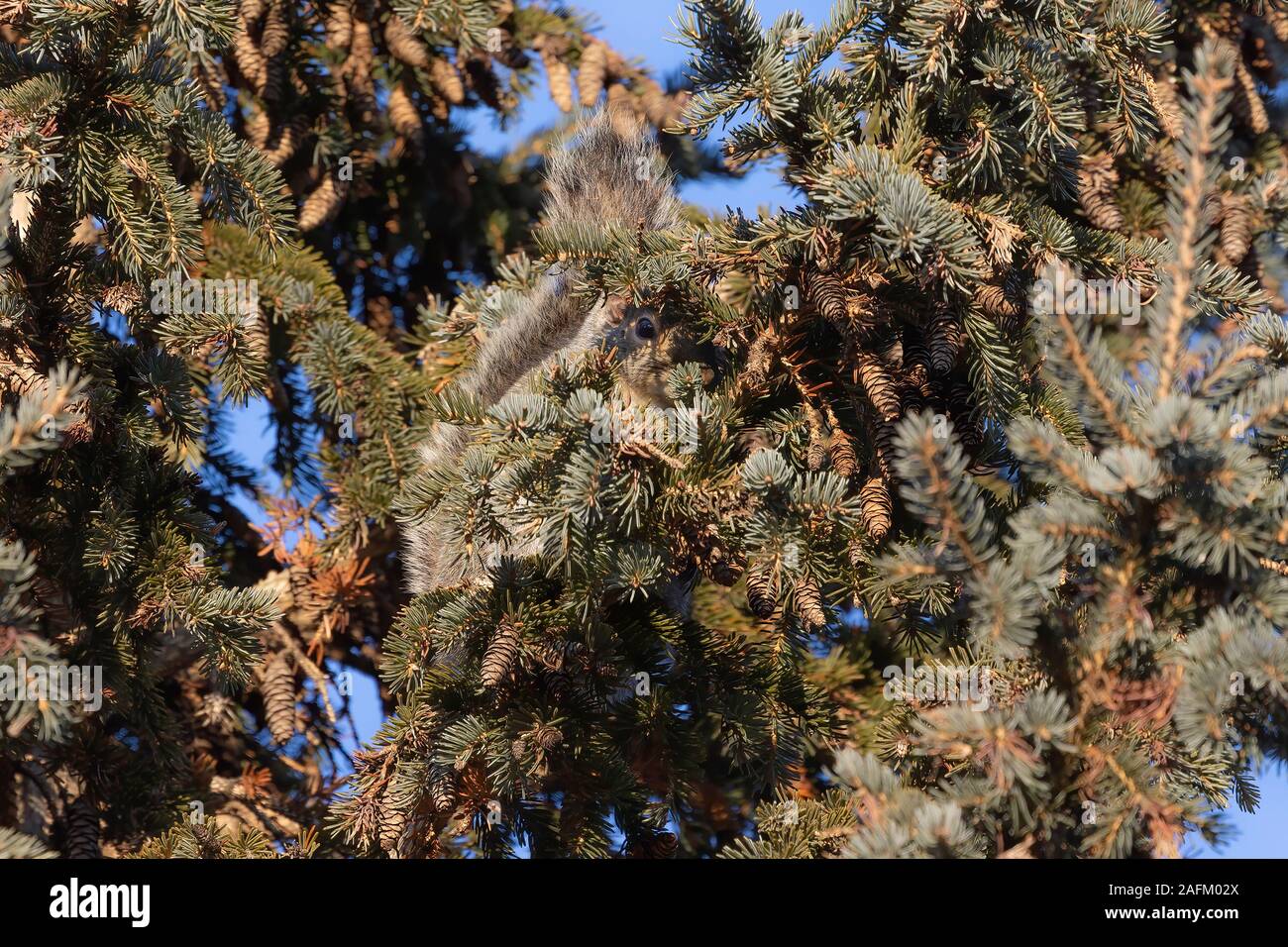 Eastern squirrel hidden in the tree crown Stock Photo - Alamy