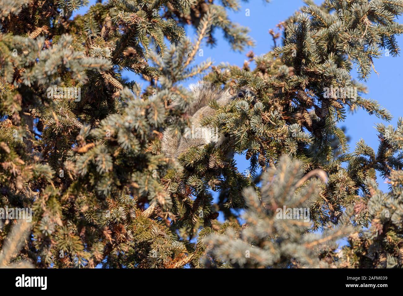 Eastern squirrel hidden in the tree crown Stock Photo - Alamy