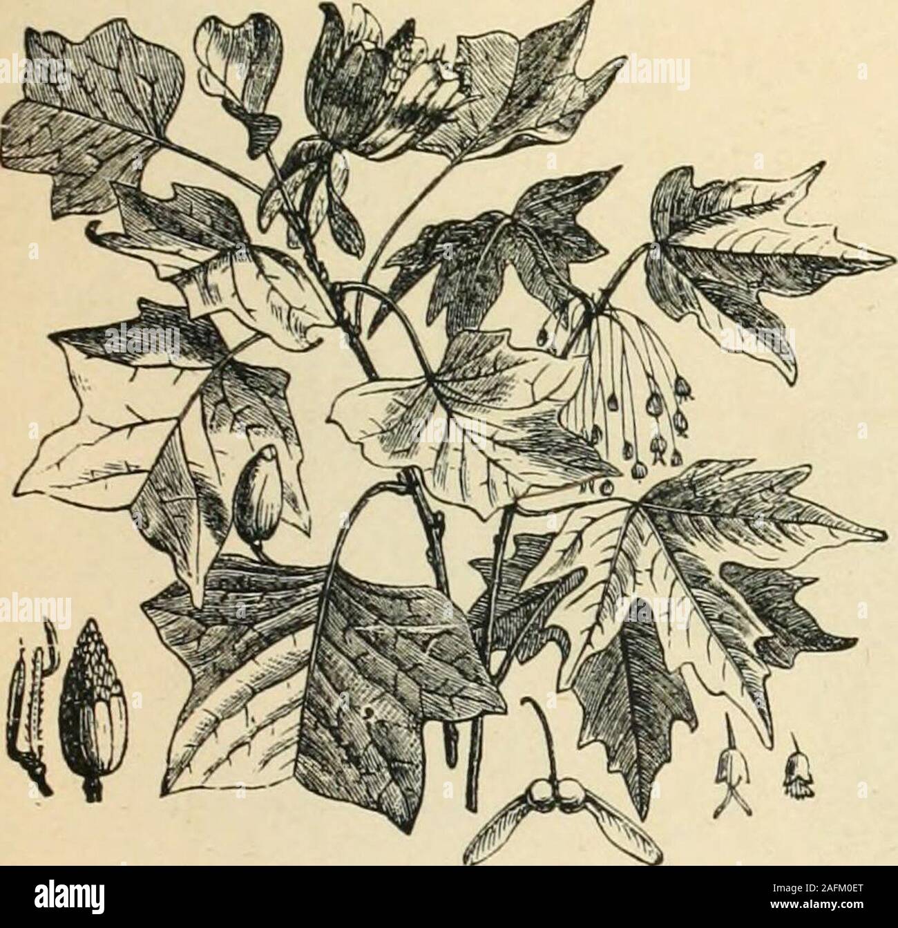 Magnolia map hi-res stock photography and images - Alamy