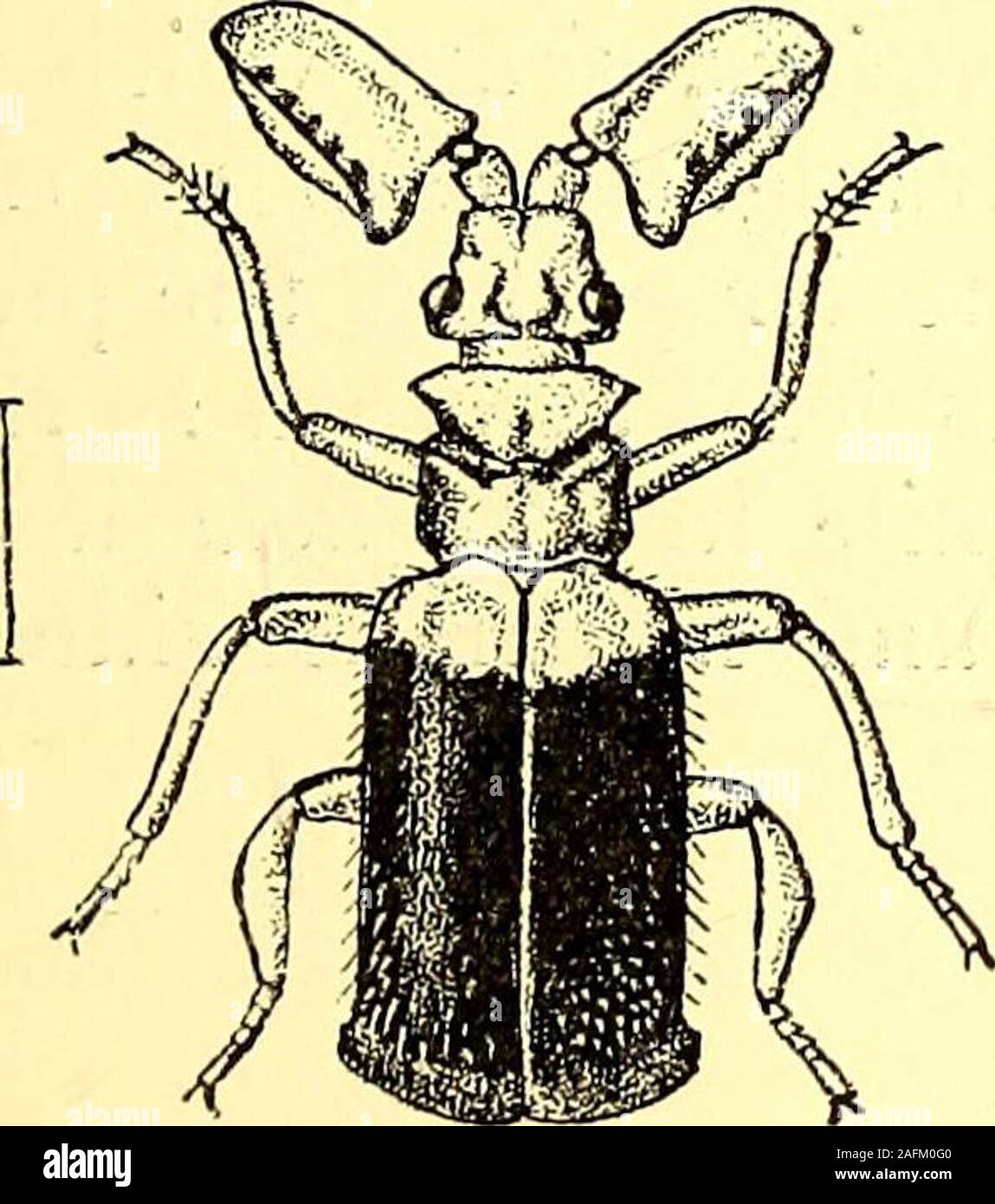 Anterior tubercles hi-res stock photography and images - Alamy