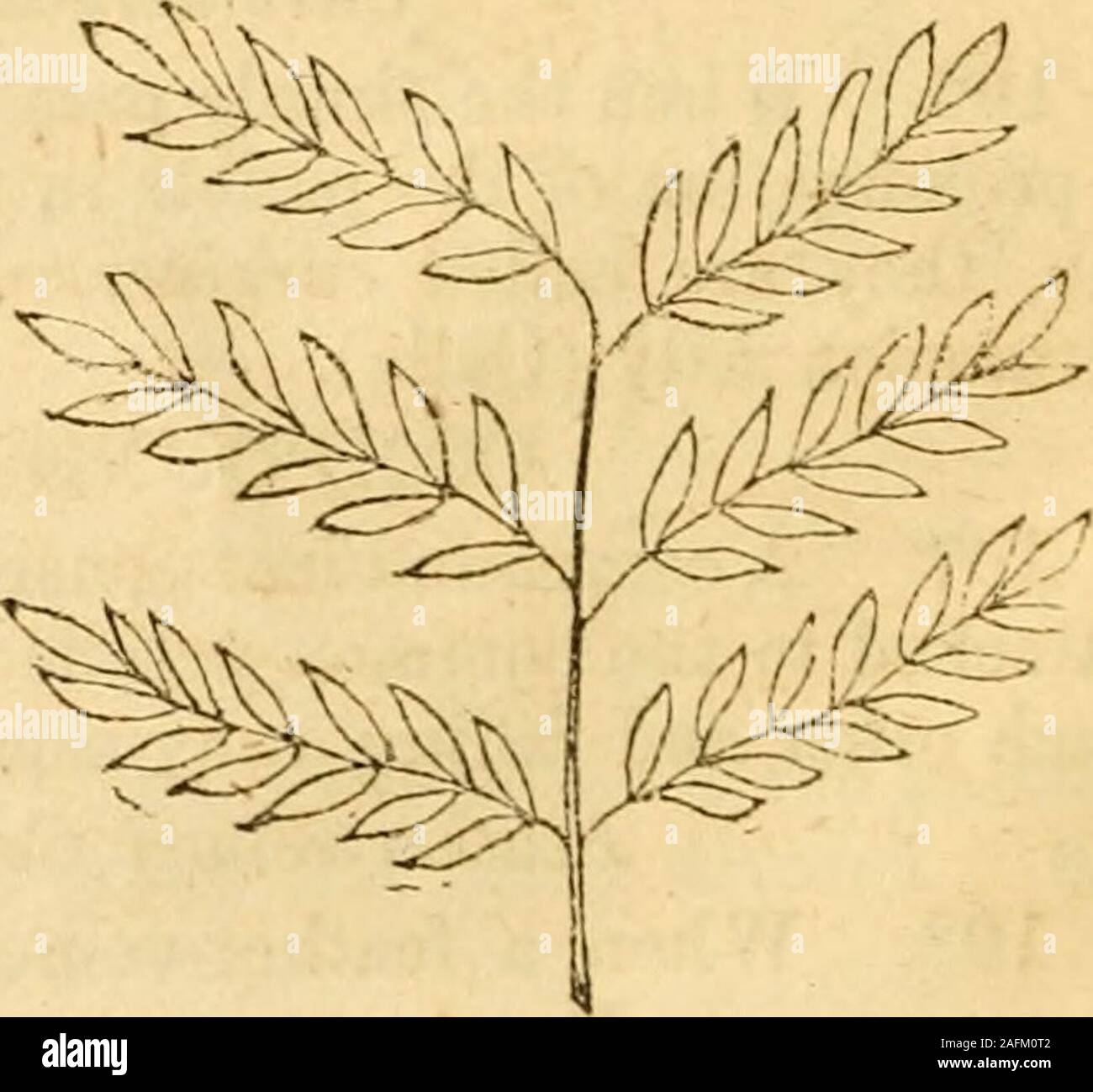 Tripinnate leaves hi-res stock photography and images - Alamy