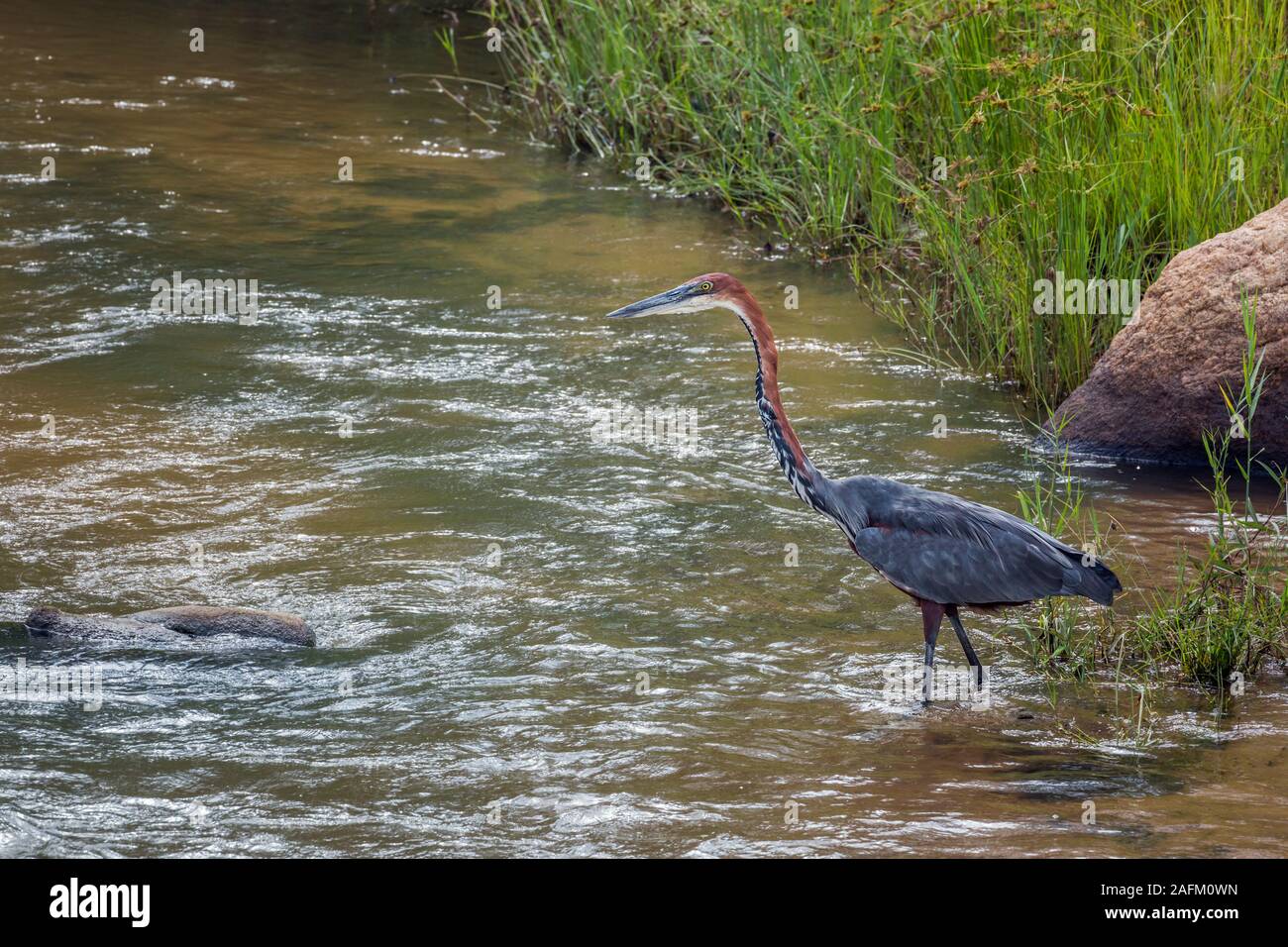 Goliath heron in middle of a river in Kruger National park, South ...