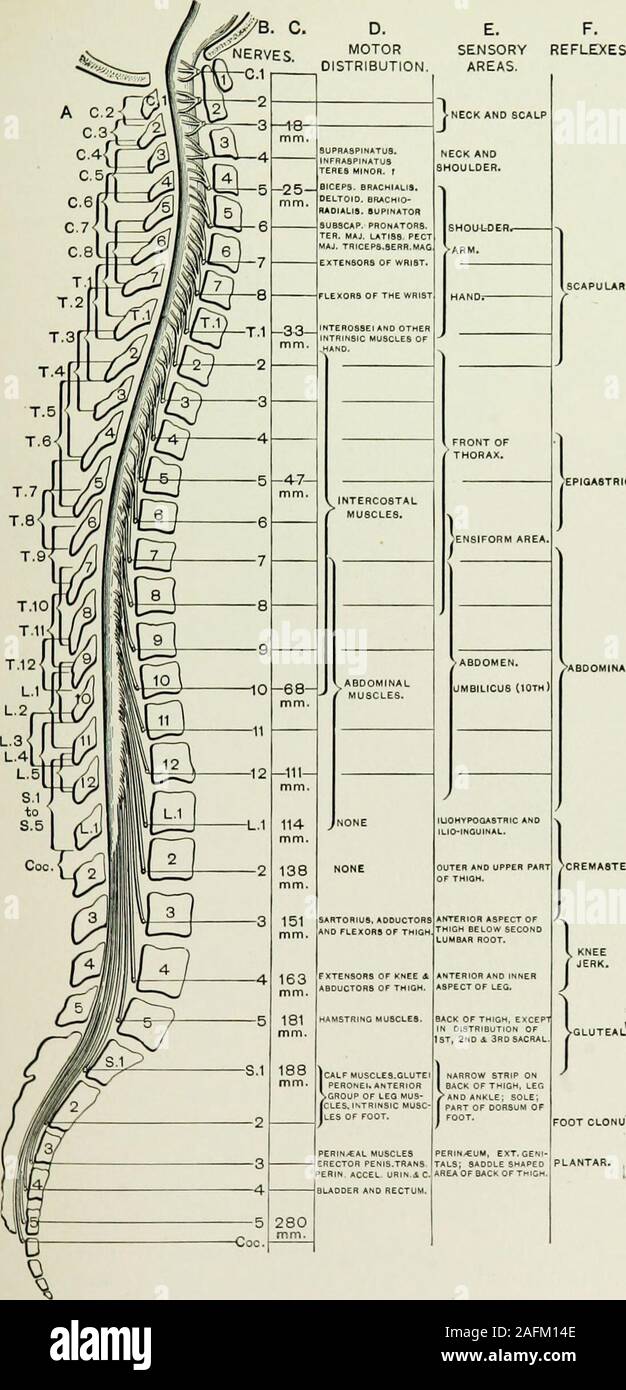 Paravertebral Line